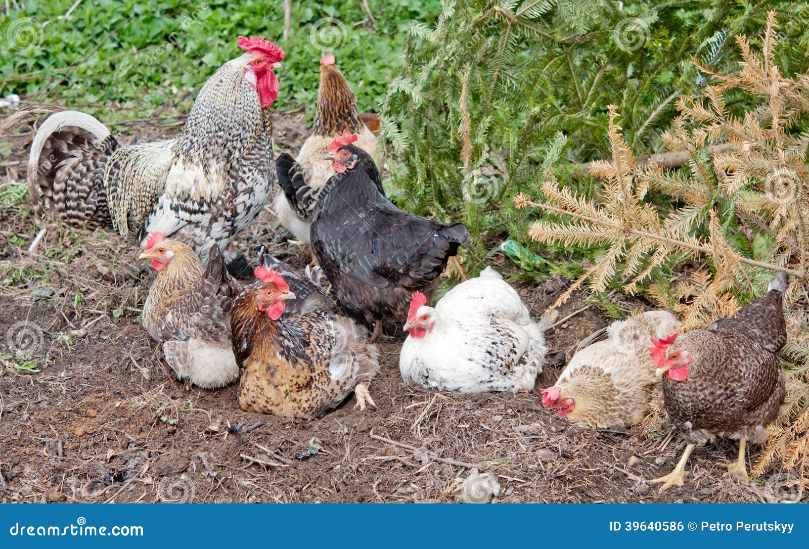 Hens in farm stock photo. Image of feed, nature, meadow - 39640586