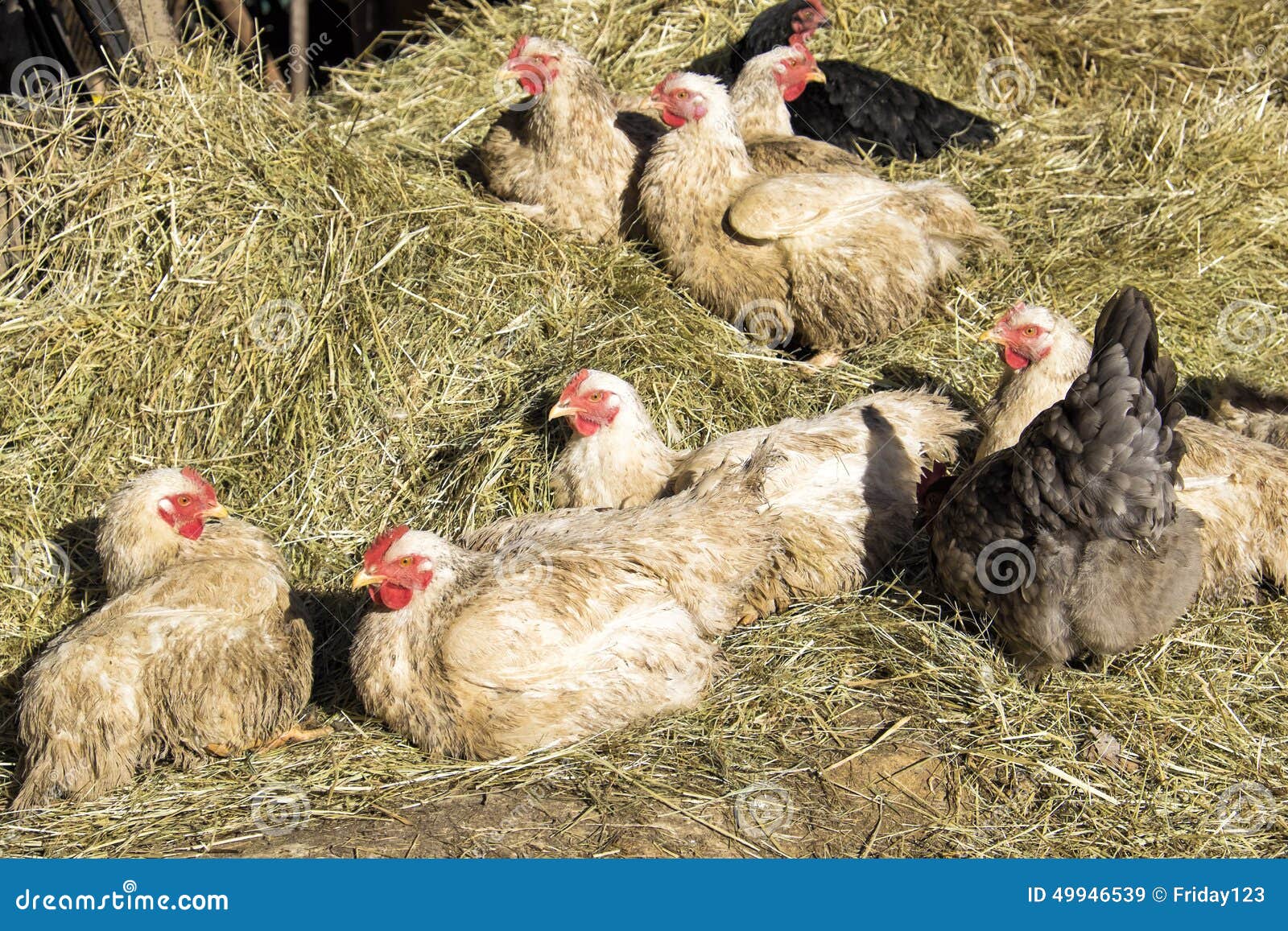 Hens on the farm stock image. Image of farm, group, country - 49946539