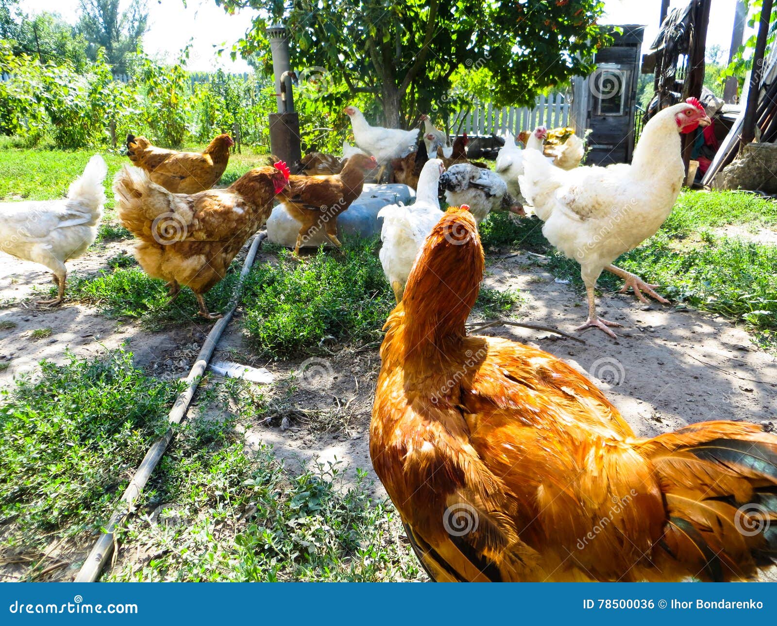 Hens on a farmyard stock photo. Image of drink, agricultural - 78500036