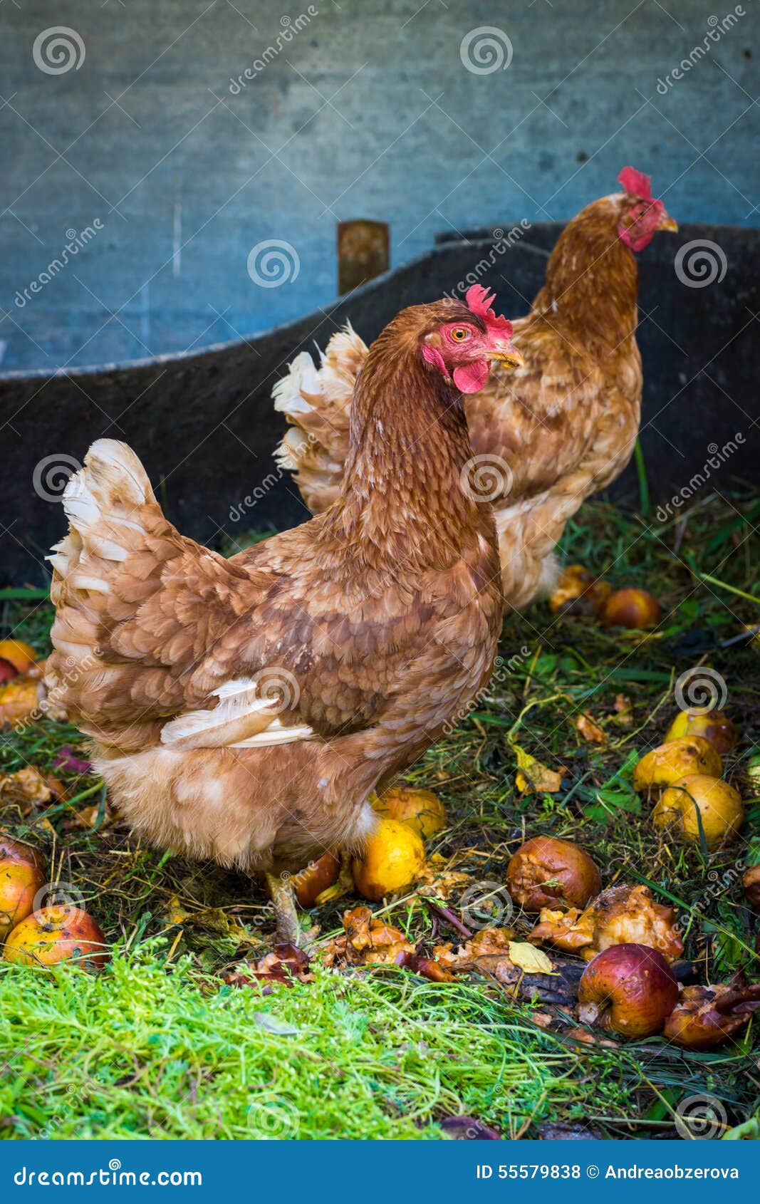 Hens Feeding on Home Waste Compost Stock Photo - Image of pile ...