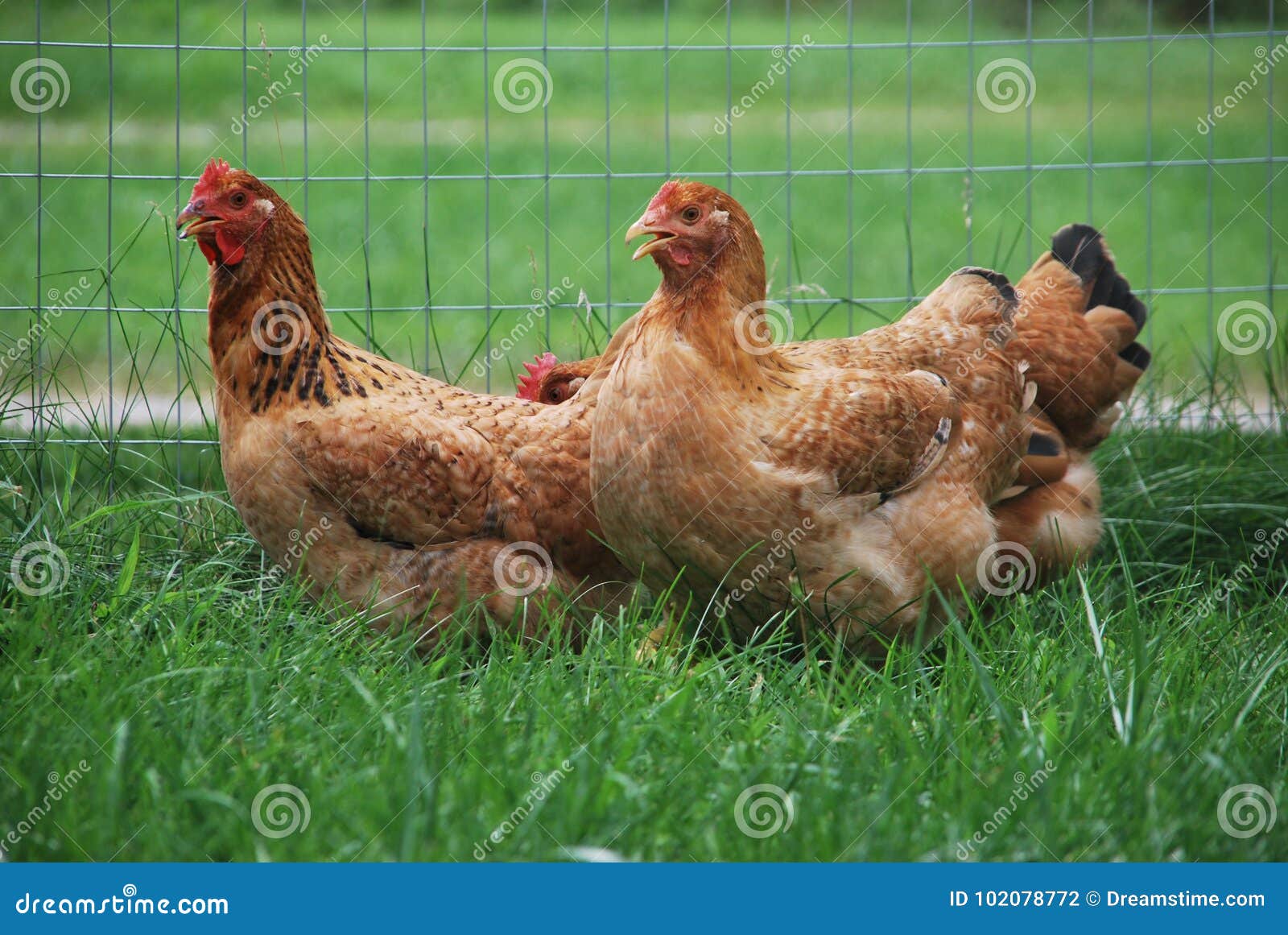 Hens by Fence stock photo. Image of mesh, dixie, fence - 102078772