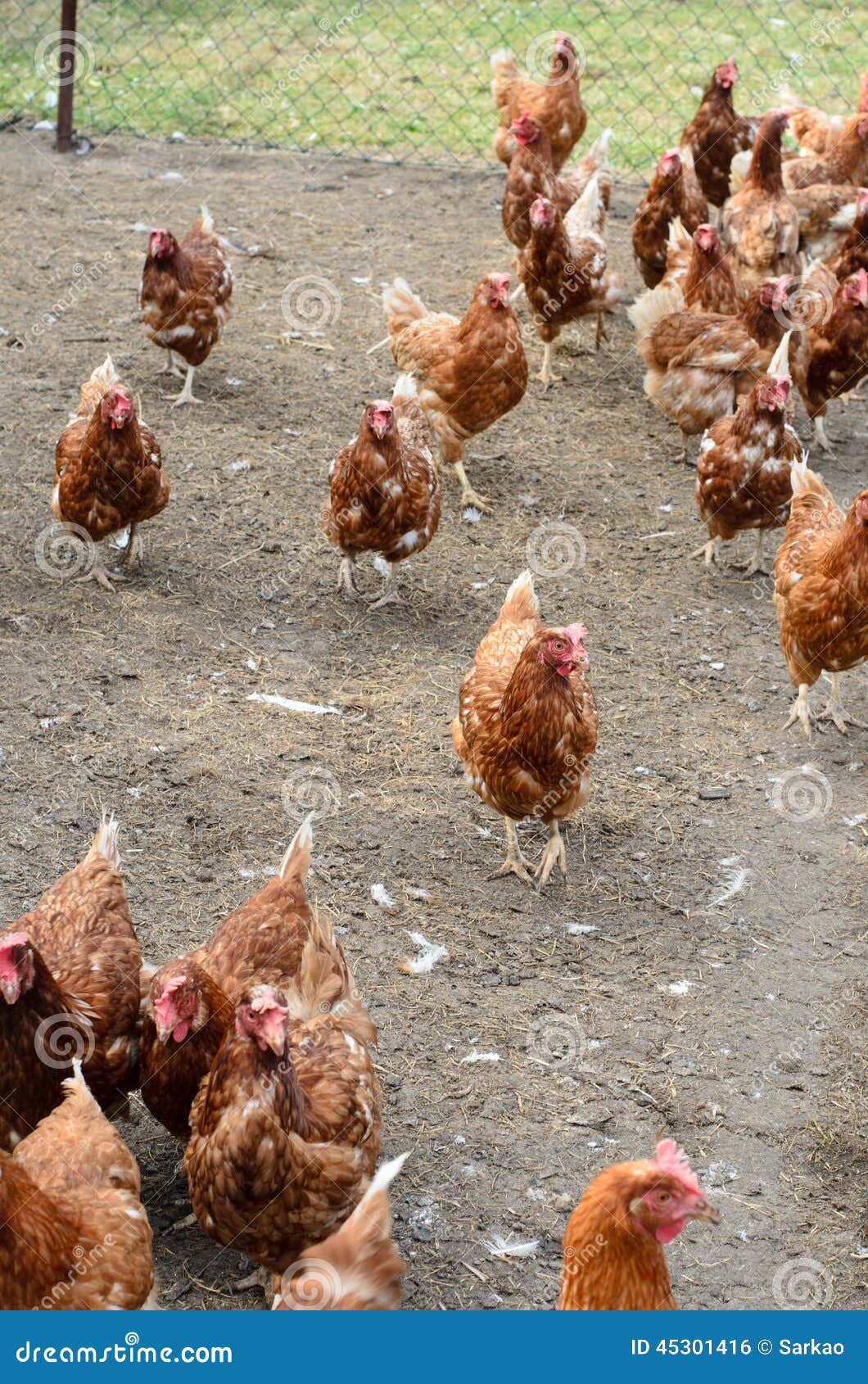 Hens stock photo. Image of flock, farming, bird, chicken - 45301416