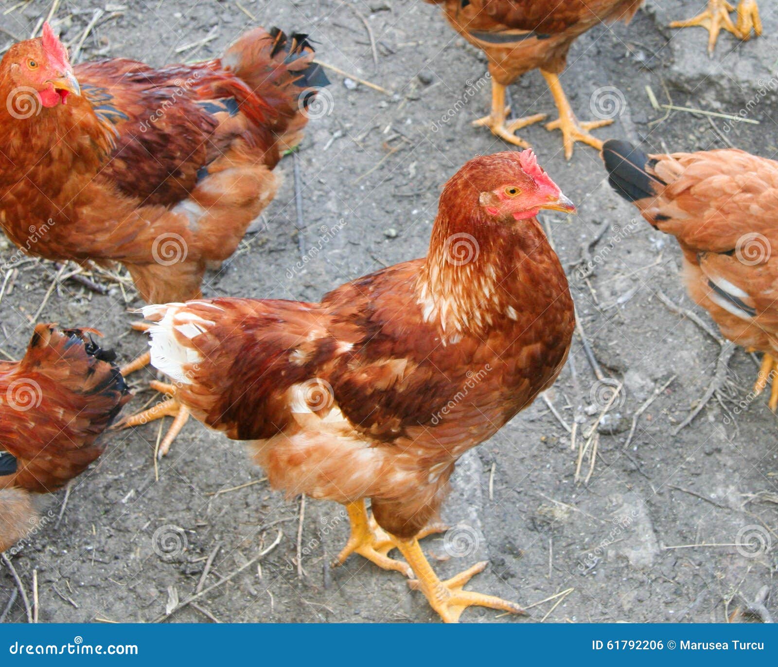 Hens with Focus on Middle Hen Stock Photo - Image of live, cooking ...