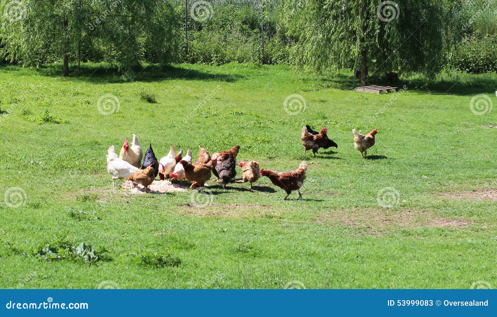 Hens stock image. Image of pecking, beak, wildlife, field - 53999083