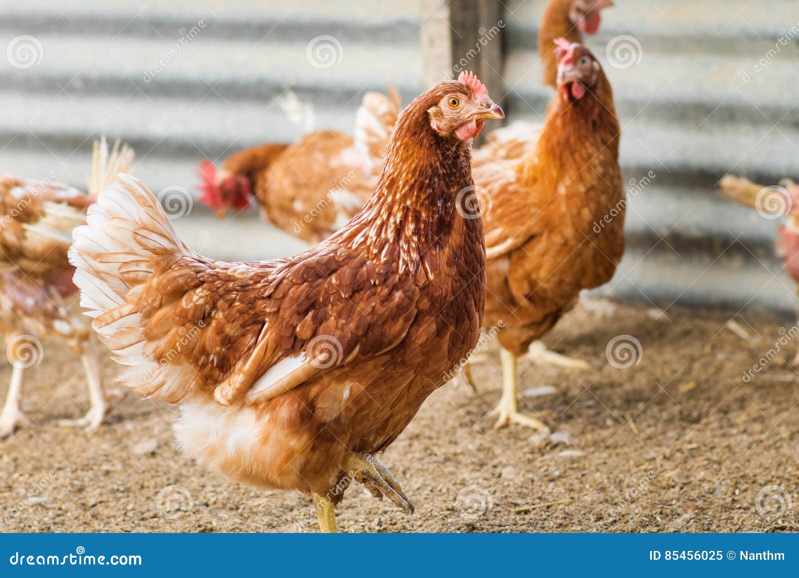 Hens In A Free Range Farm. This Hens Lay First Quality Organic Eggs ...