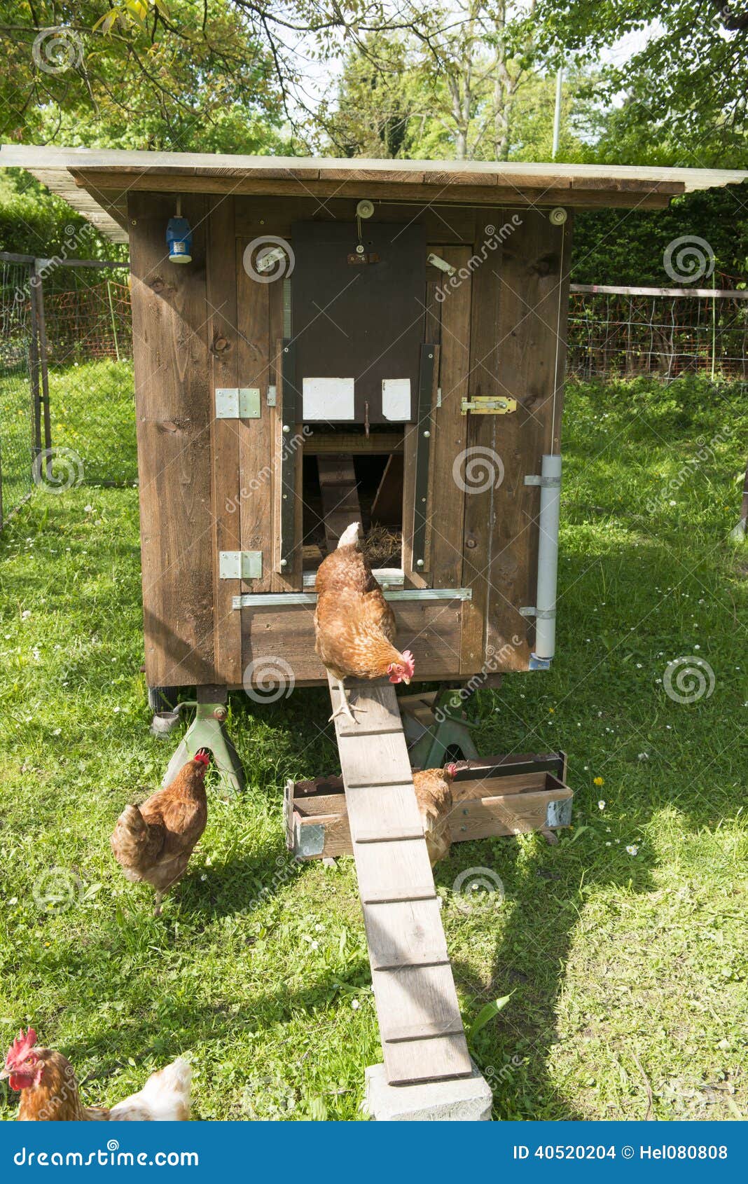 Hens, henhouse stock photo. Image of chickenrun, craftmanship - 40520204