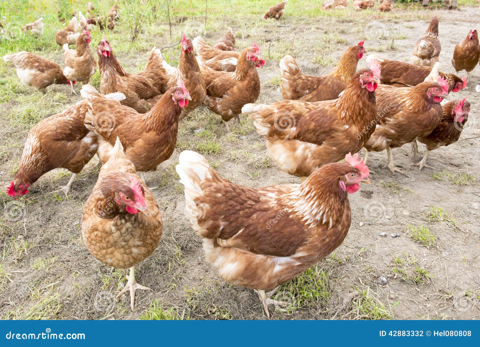 Freerange Hens, Chickens Outdoors in Nature. Stock Photo - Image of ...