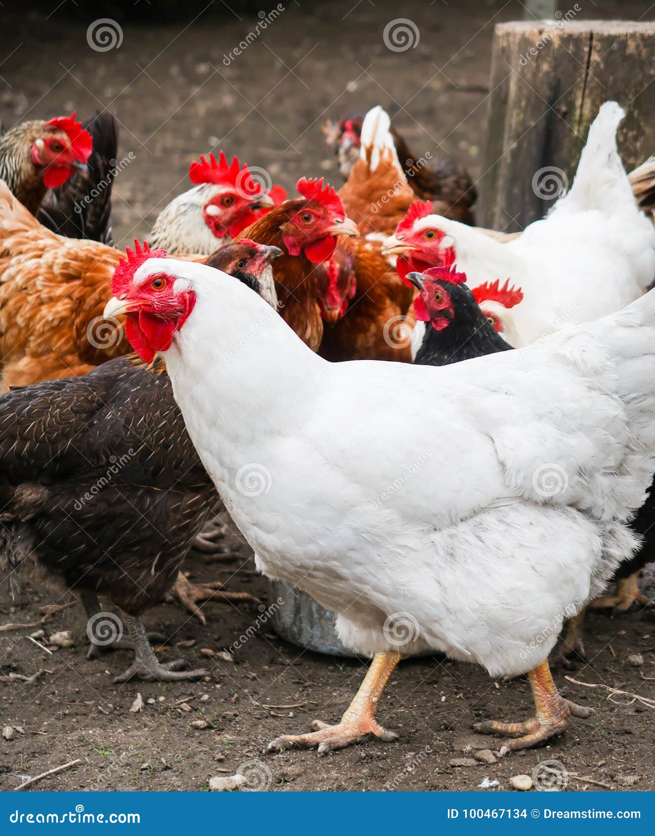Hens stock photo. Image of cockerel, beak, natural, feathers - 100467134