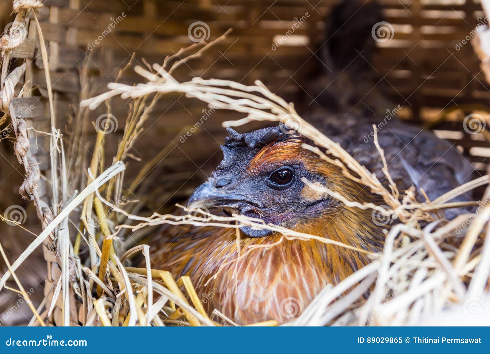 Hens hatch stock image. Image of farming, closeup, laying - 89029865