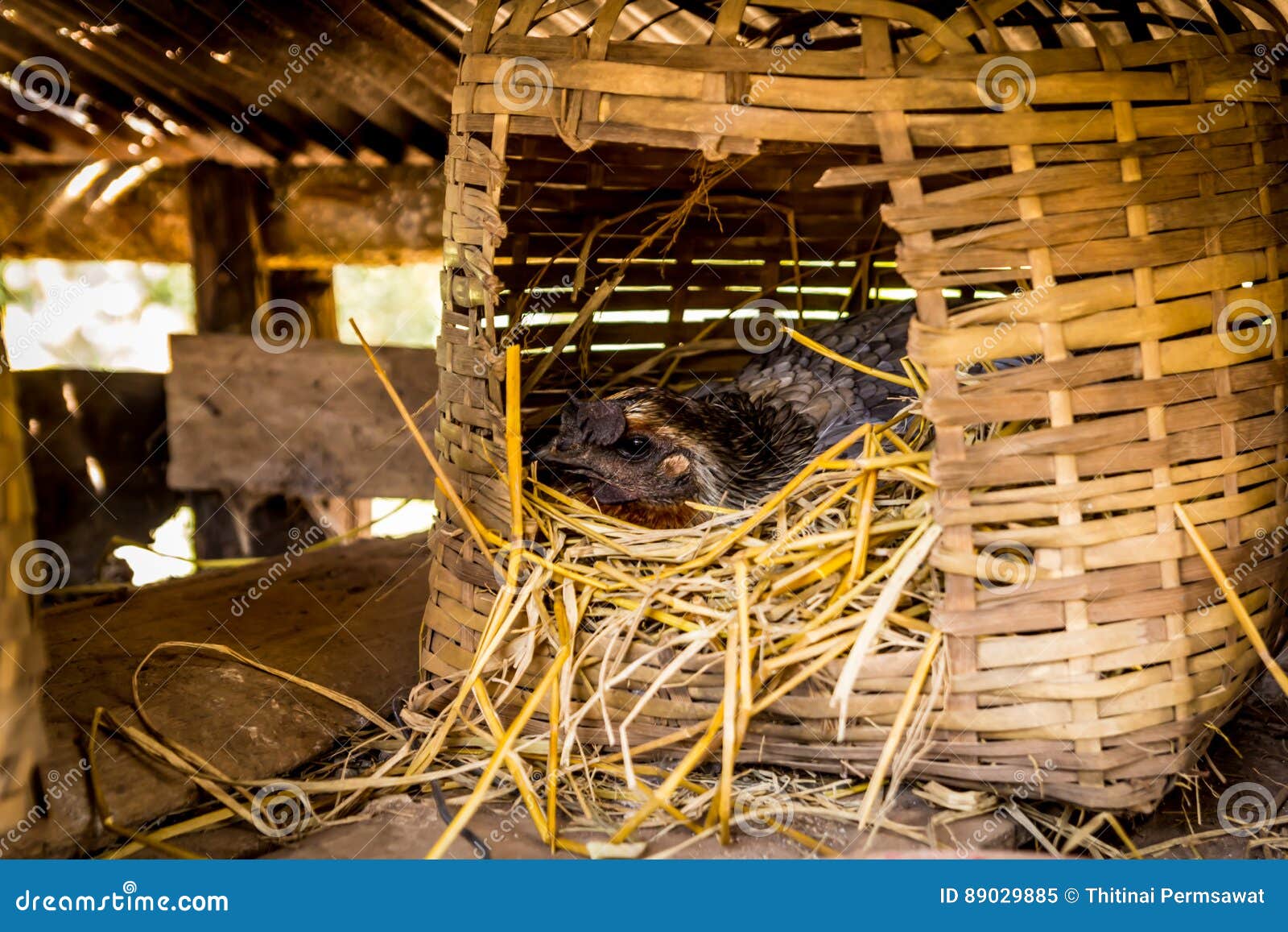 Hens hatch stock image. Image of nature, closeup, mother - 89029885