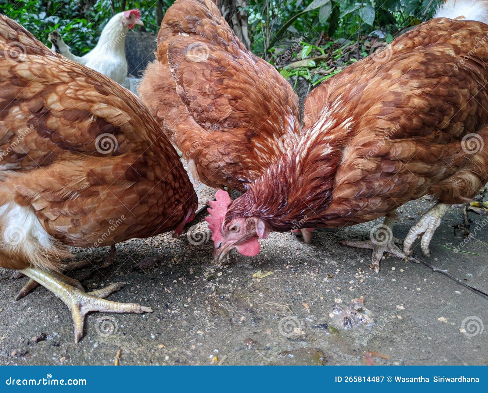 Hens Are In Their Cages. Royalty-Free Stock Image | CartoonDealer.com ...