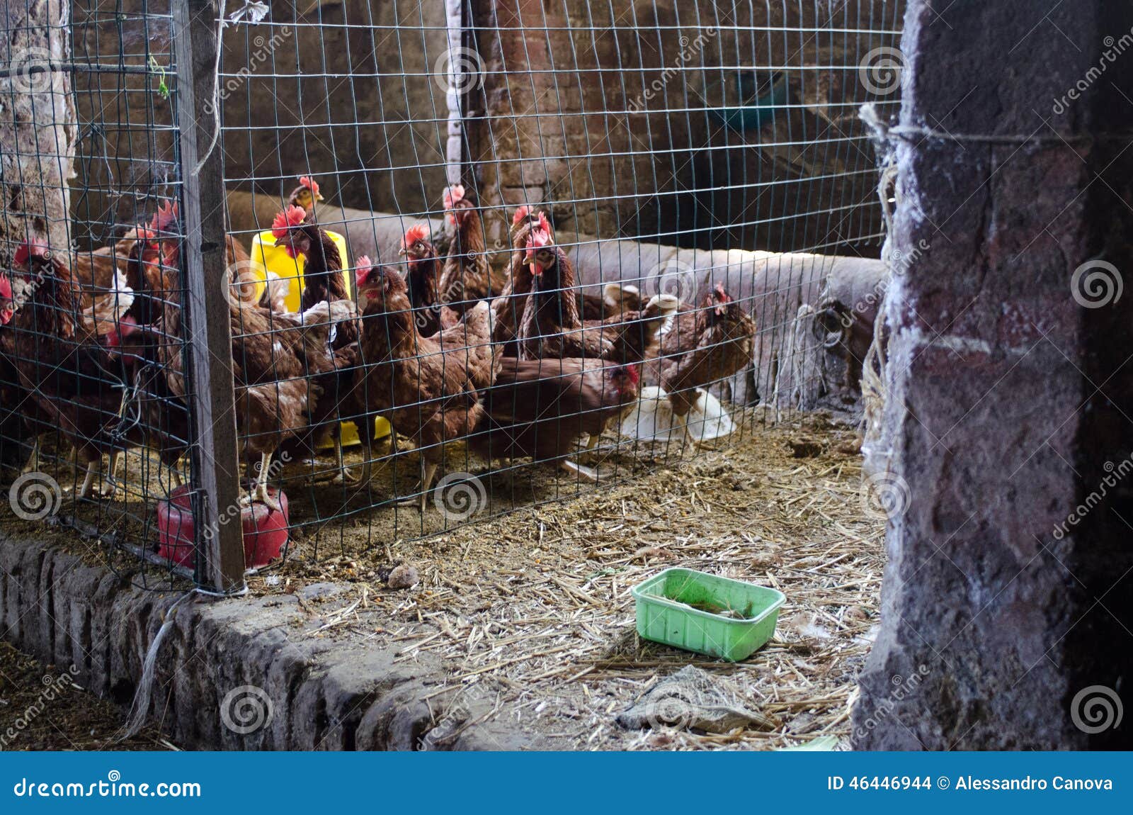 Hens in the hen house stock photo. Image of fowl, female - 46446944