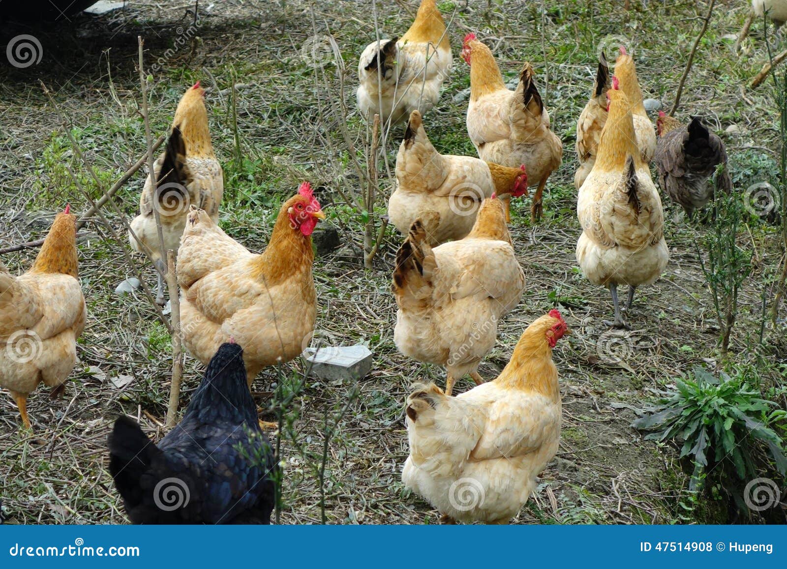 Hens stock photo. Image of chickens, countryside, animal - 47514908