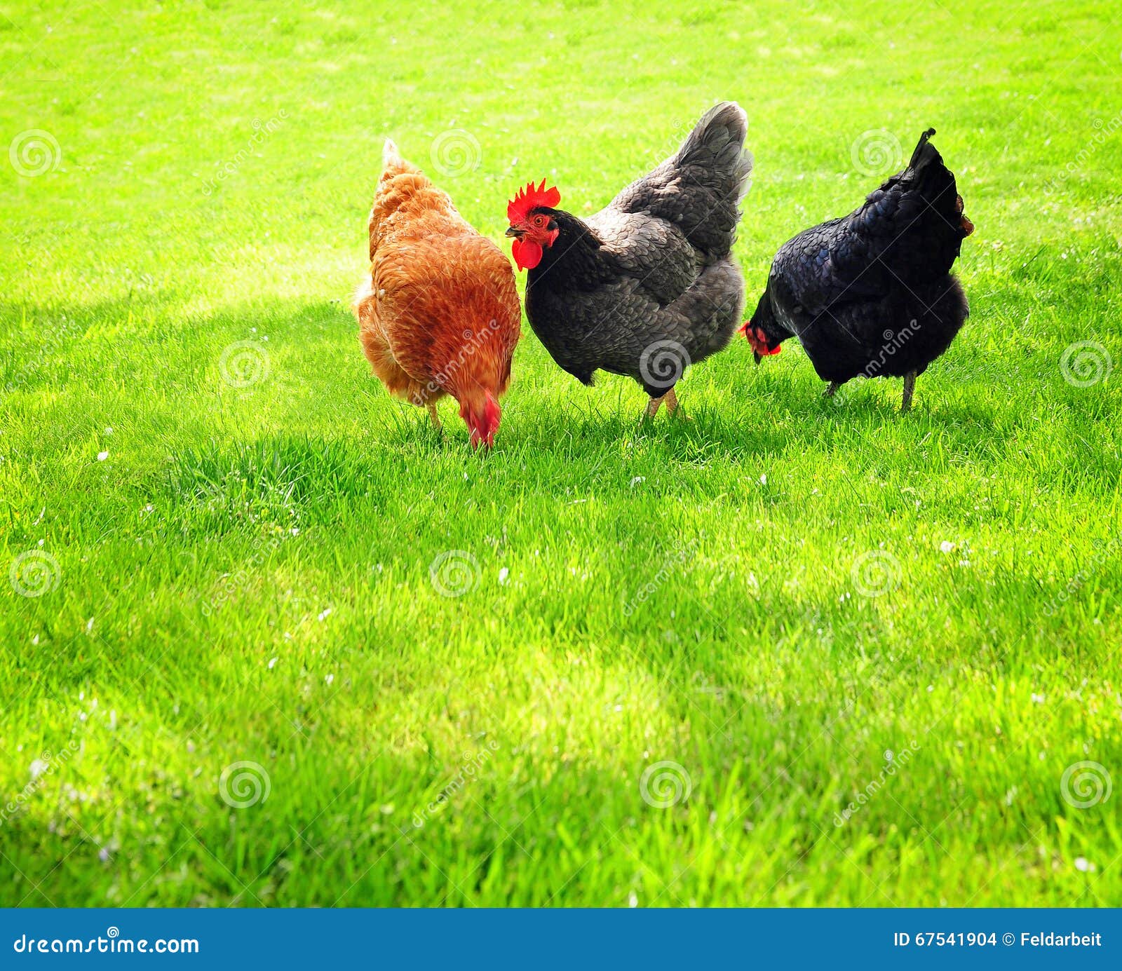Hens on meadow stock photo. Image of happy, grass, food - 67541904