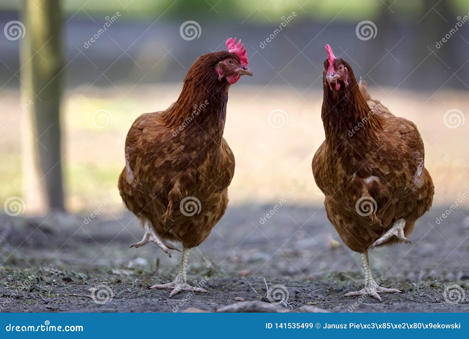 Hens in the meadow stock image. Image of bird, nature - 141535499