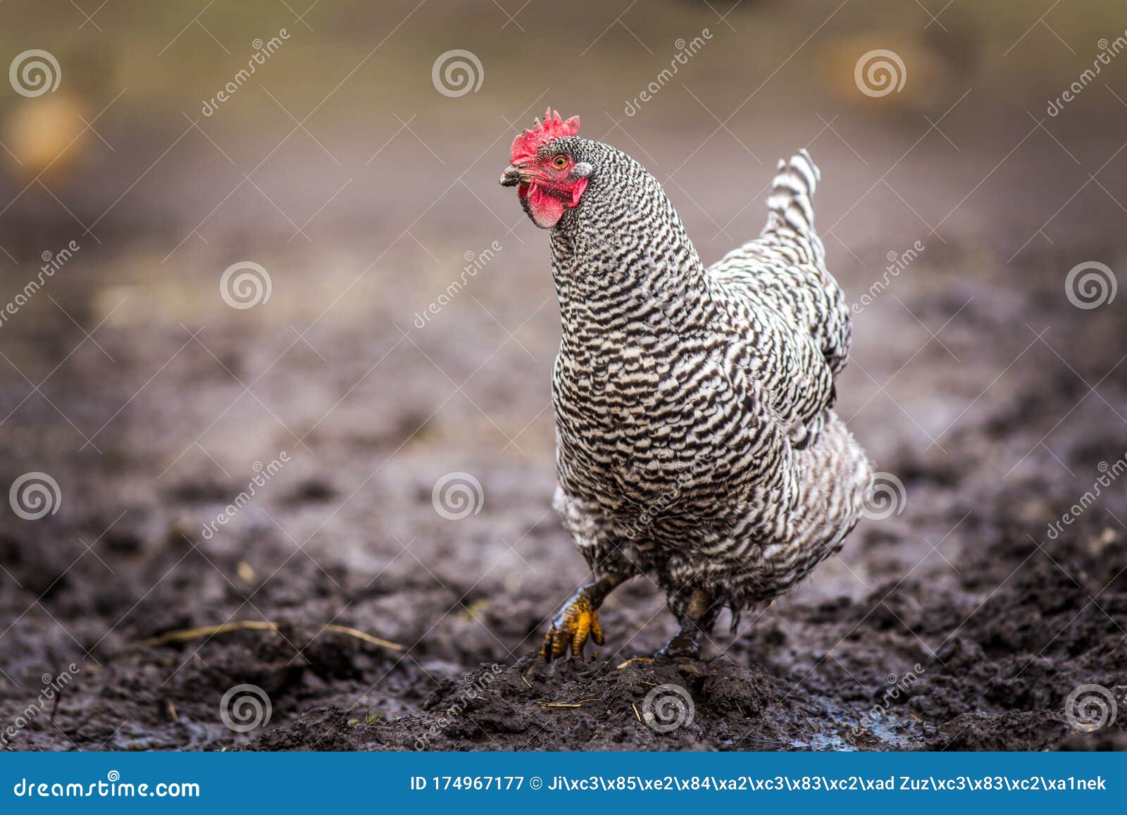 Hens in the Mud in the Garden Stock Image - Image of fowl, beak: 174967177