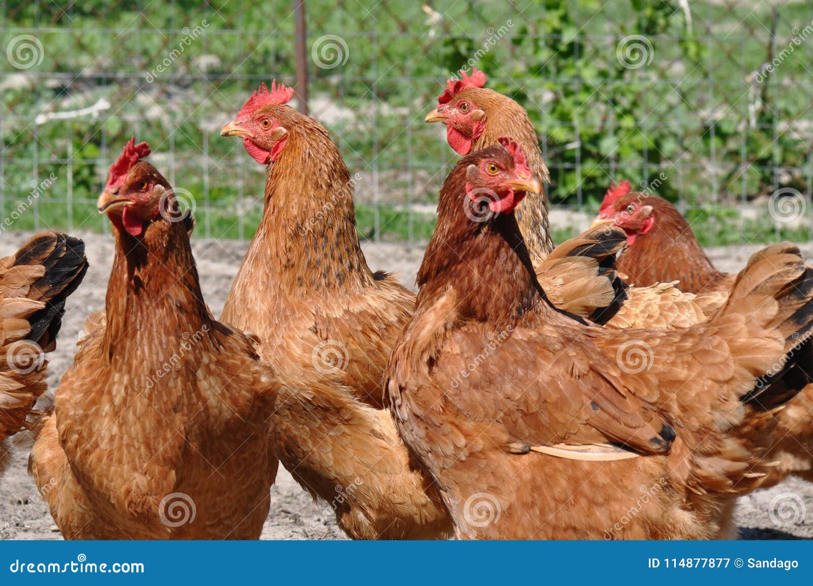 Hens stock image. Image of female, alive, domesticated - 114877877
