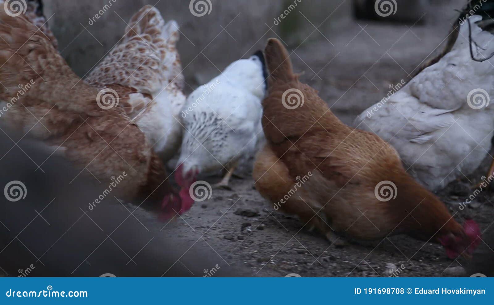 Hens peck stock footage. Video of eating, daytime, feeding - 191698708