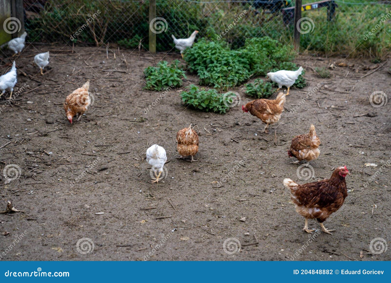 Hens in the Paddock on the Farm Stock Photo - Image of bird, outdoors ...