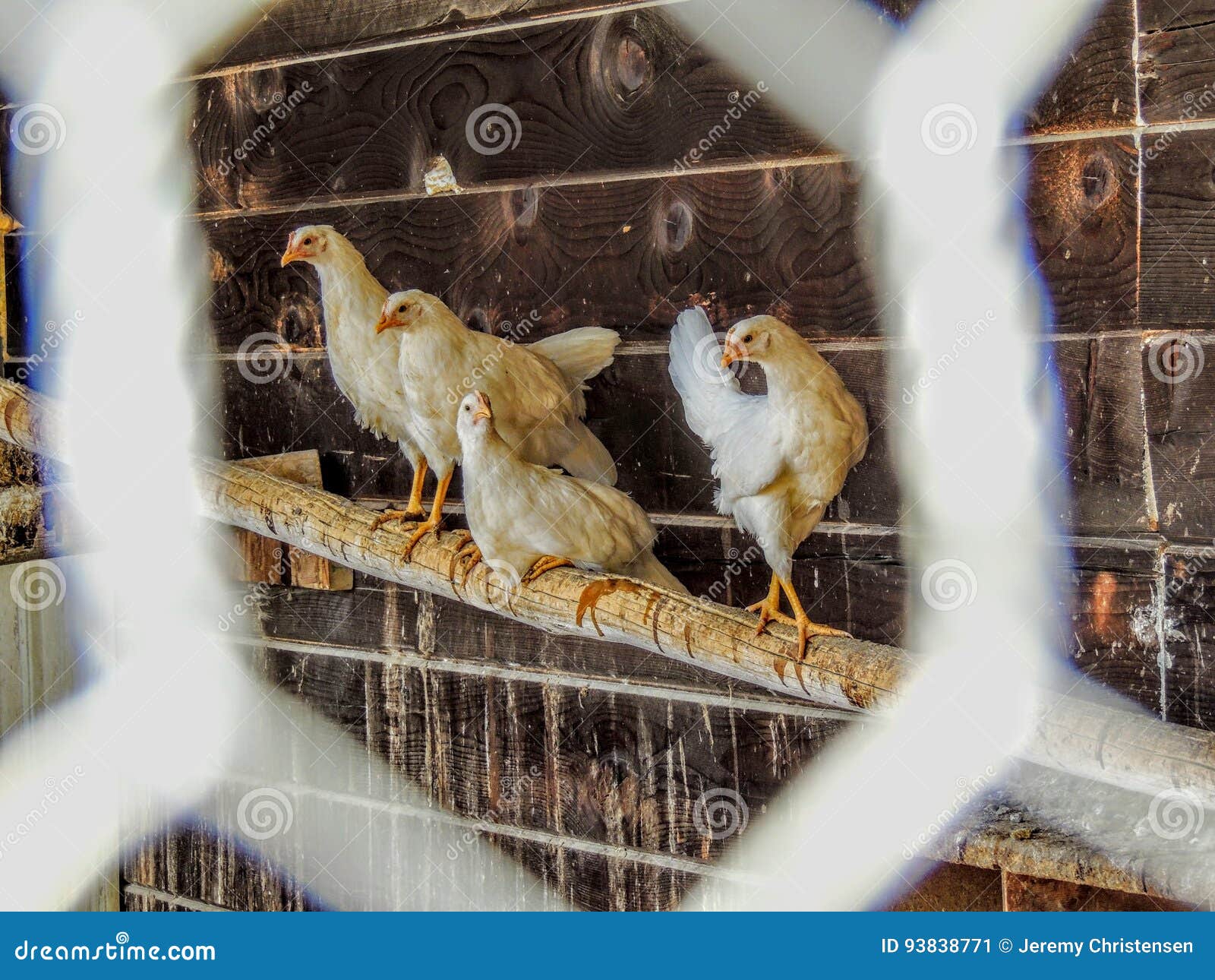 Hens Perched on Log in the Hen House Stock Image - Image of country ...