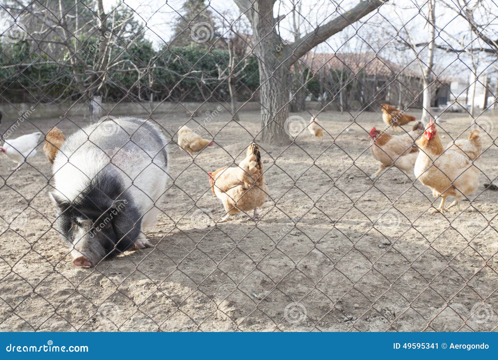 Hens and pig in the yard stock image. Image of sunny - 49595341