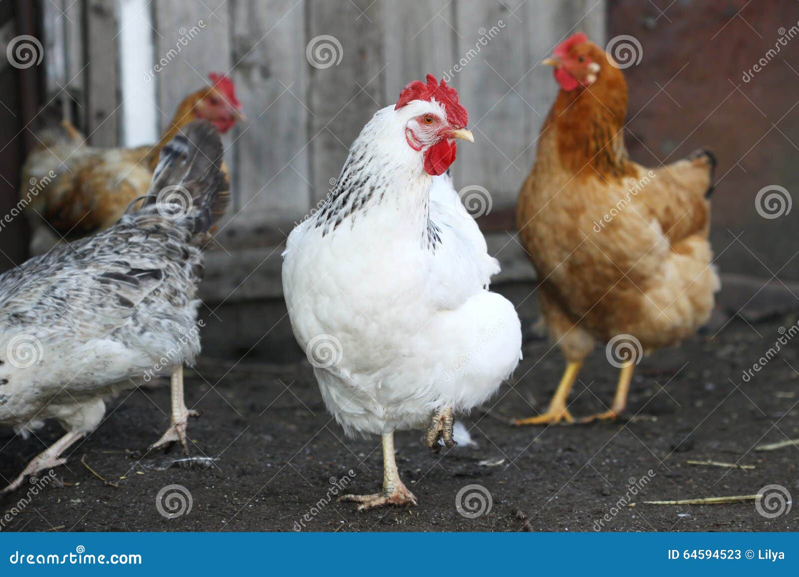 Hens, poultry stock image. Image of looking, livestock - 64594523