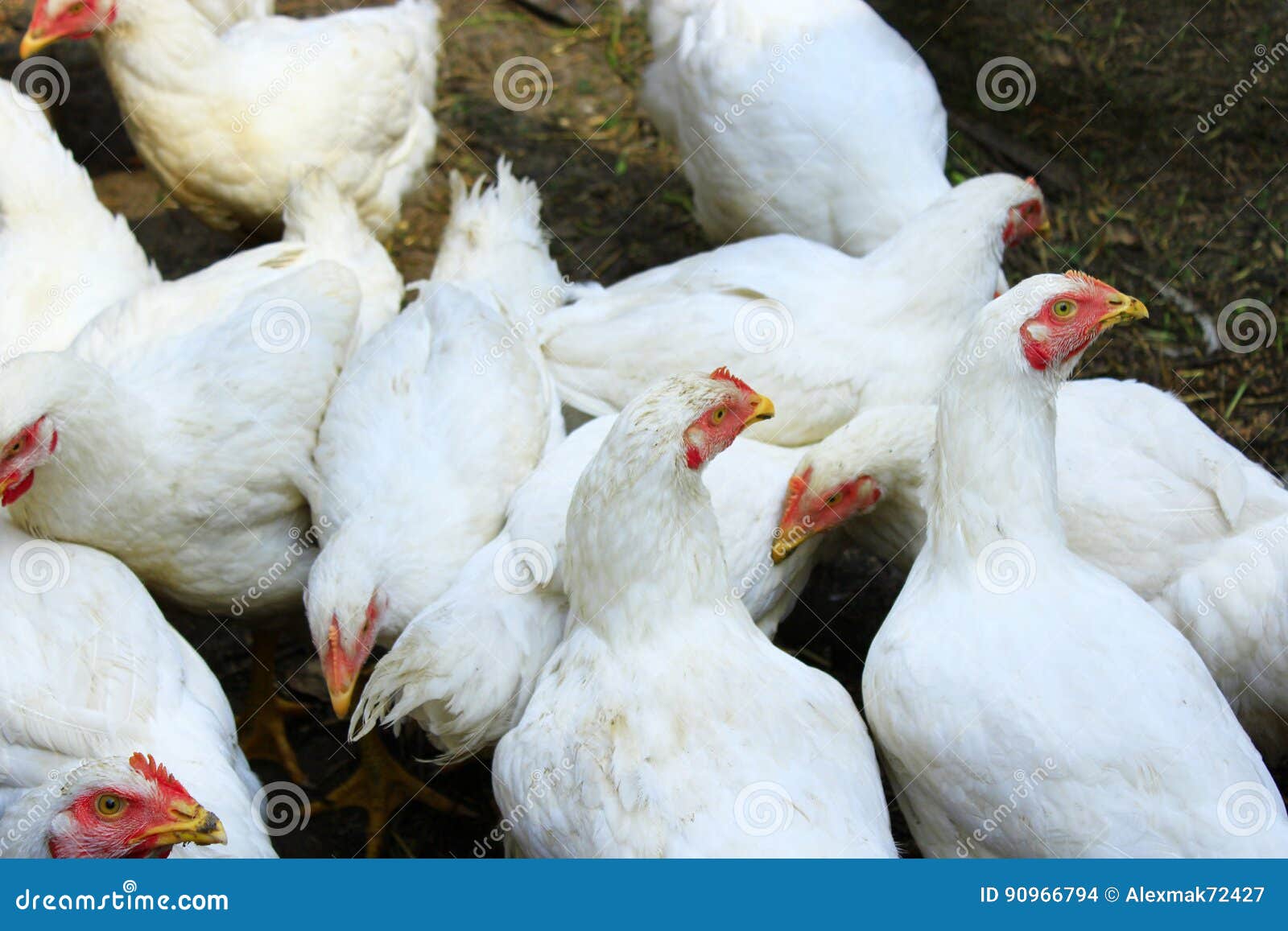Hens in the poultry-yard stock photo. Image of poultryyard - 90966794