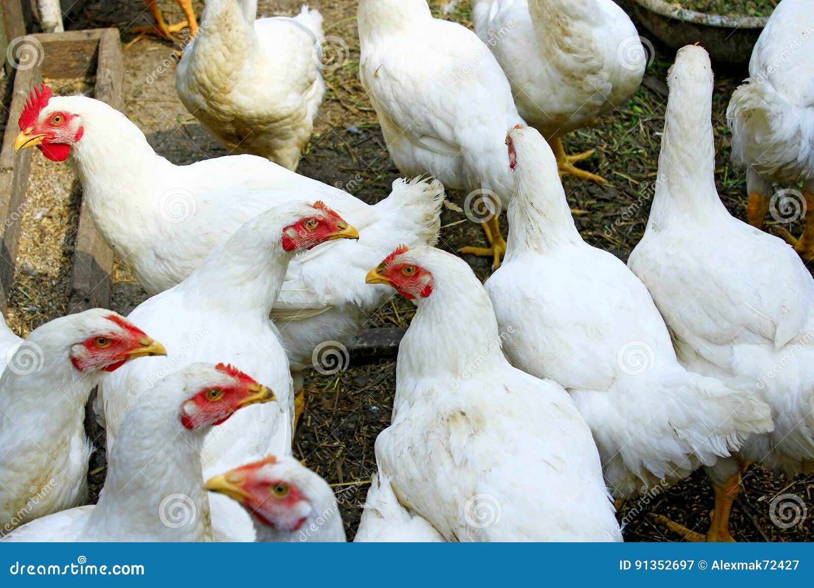 Hens in the poultry-yard stock image. Image of animal - 91352697