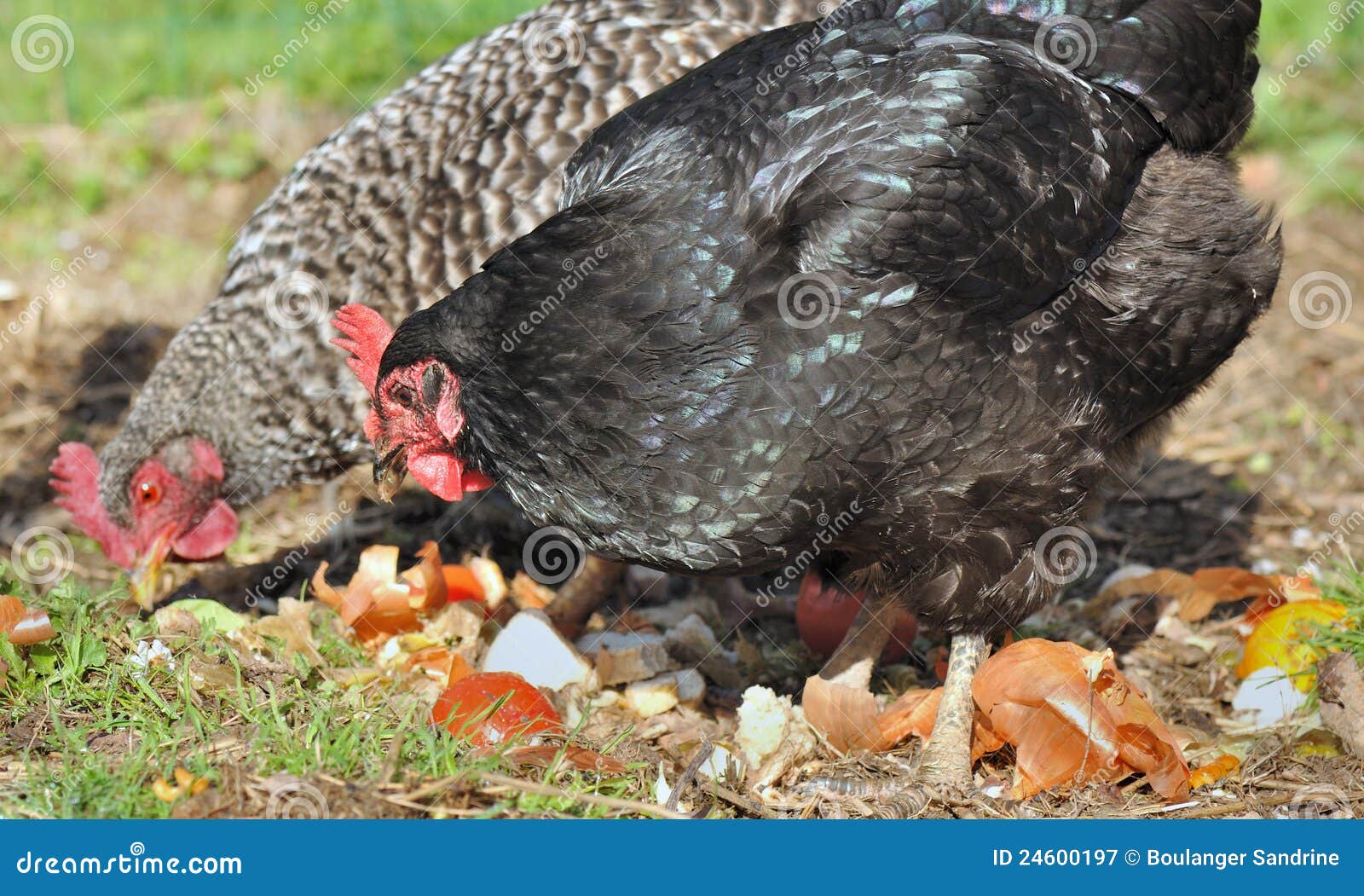 Hens recyclers stock image. Image of feed, waste, peck - 24600197