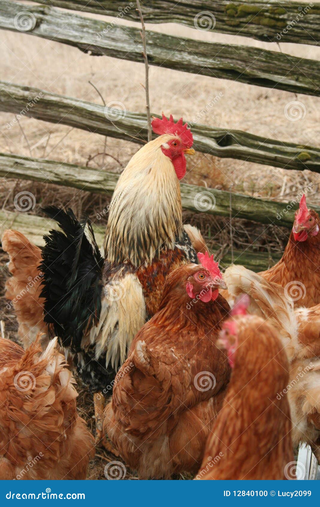 Hens and rooster stock photo. Image of flock, farm, layers - 12840100