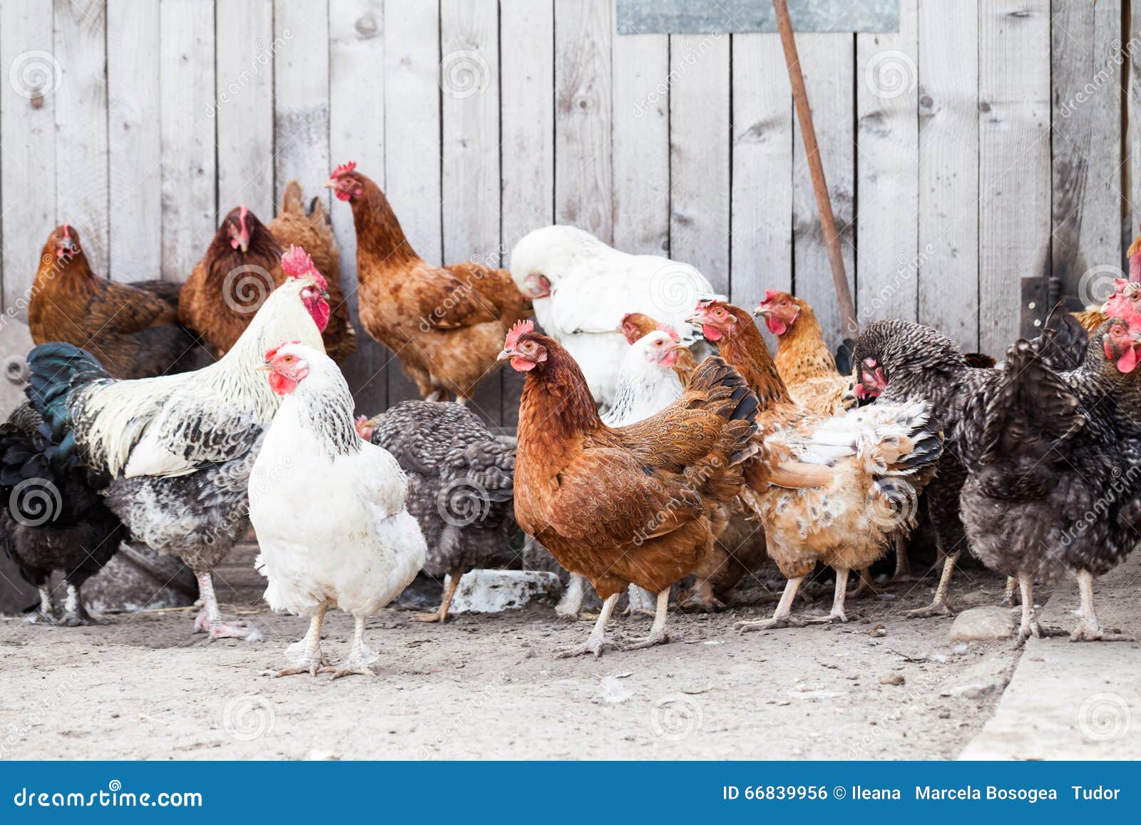 Hens and rooster stock photo. Image of farming, hens - 66839956