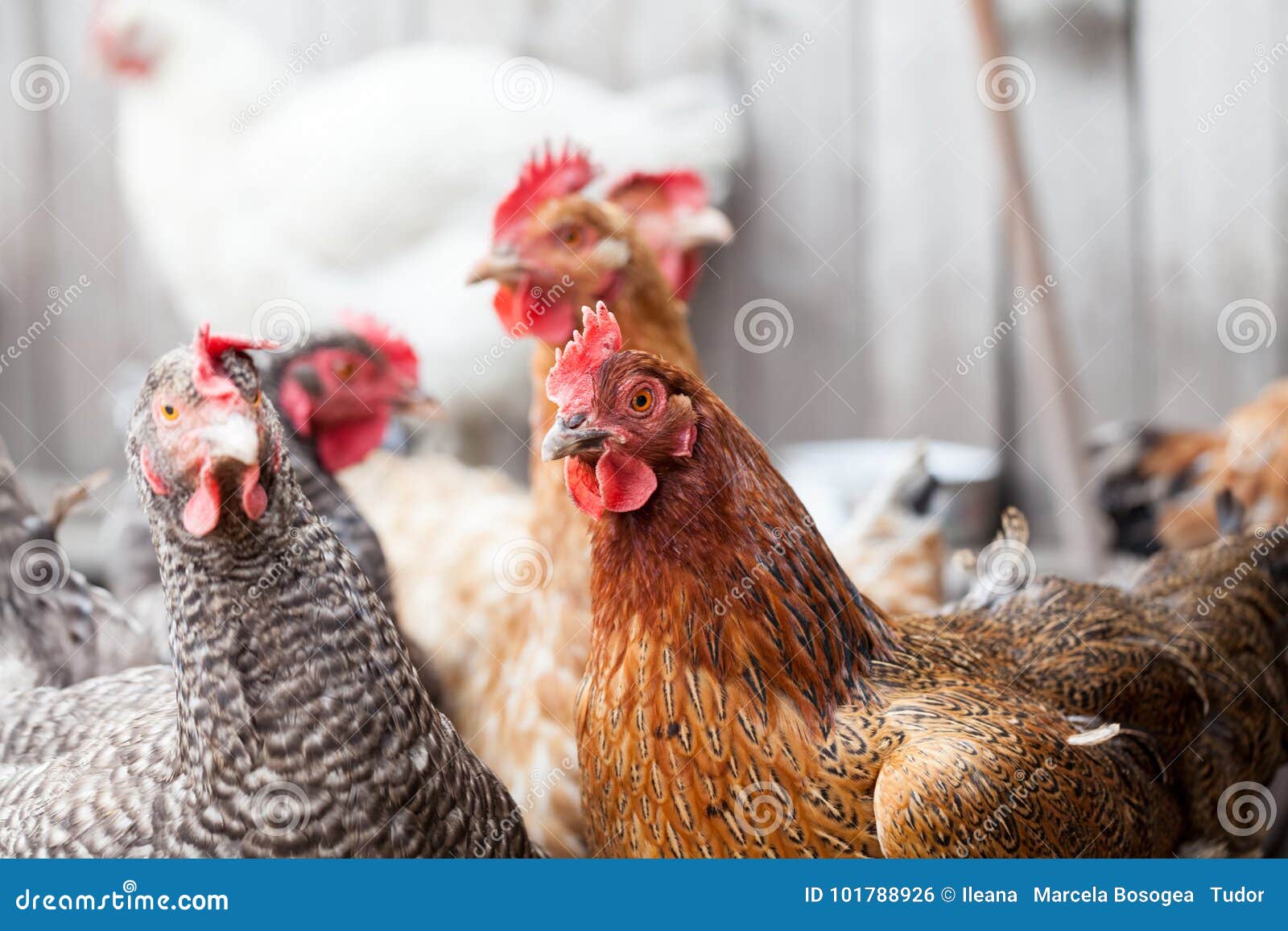 Hens and Rooster in the Backyard Stock Photo - Image of outdoors, range ...