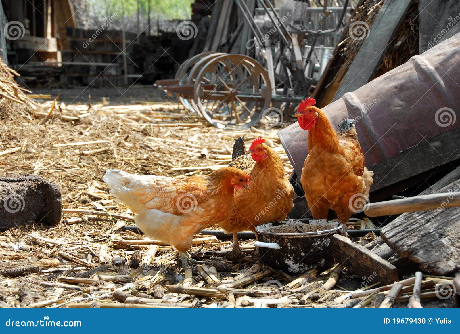 Hens in rustic farm yard stock photo. Image of breed - 19679430