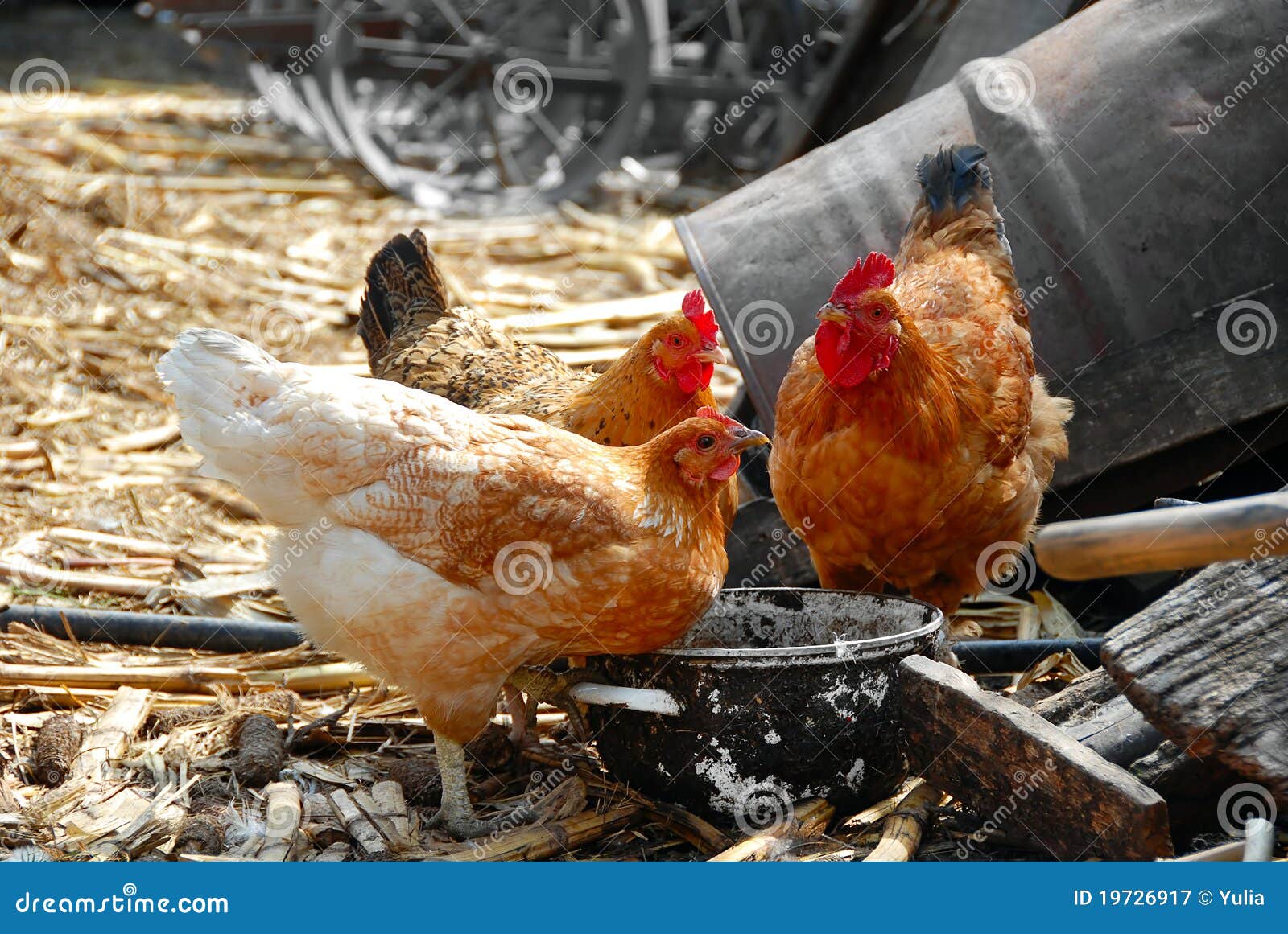 Rustic Farm Fresh Chicken Egg Stock Image | CartoonDealer.com #47786827