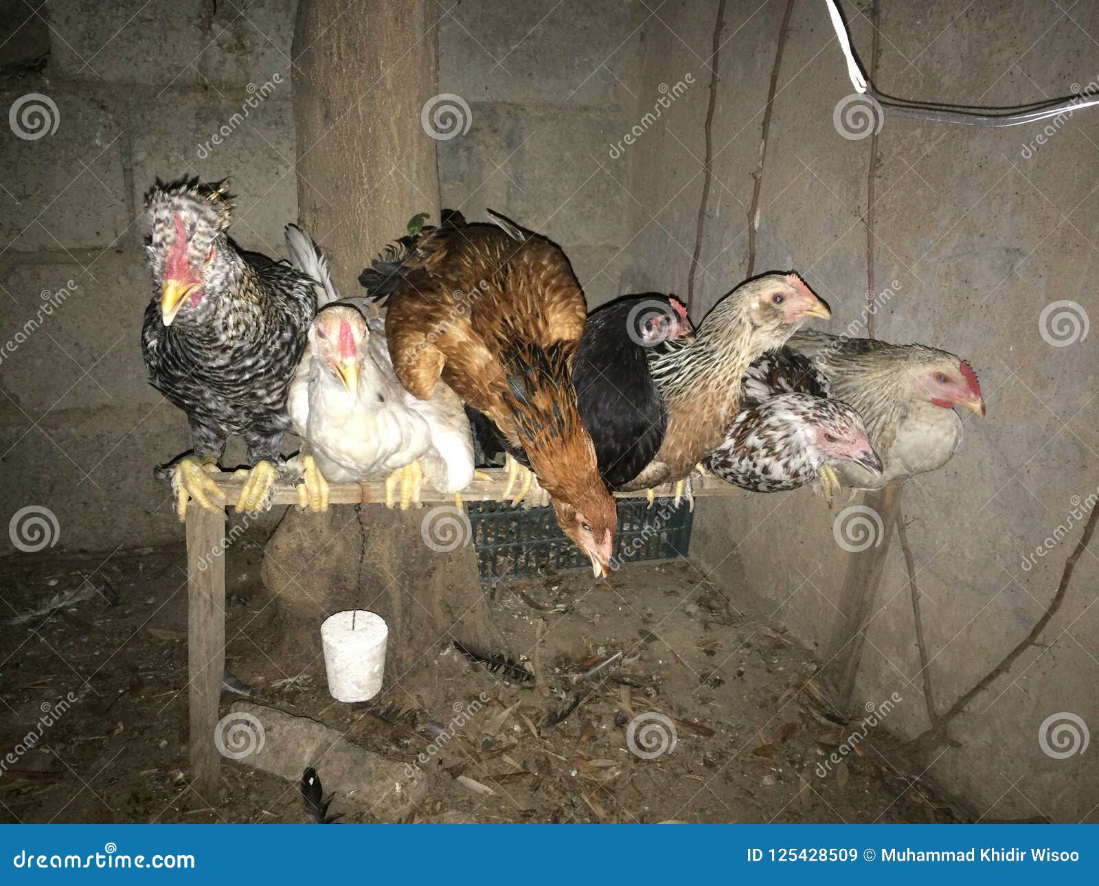 Seven Hens Photos - Free & Royalty-Free Stock Photos from Dreamstime