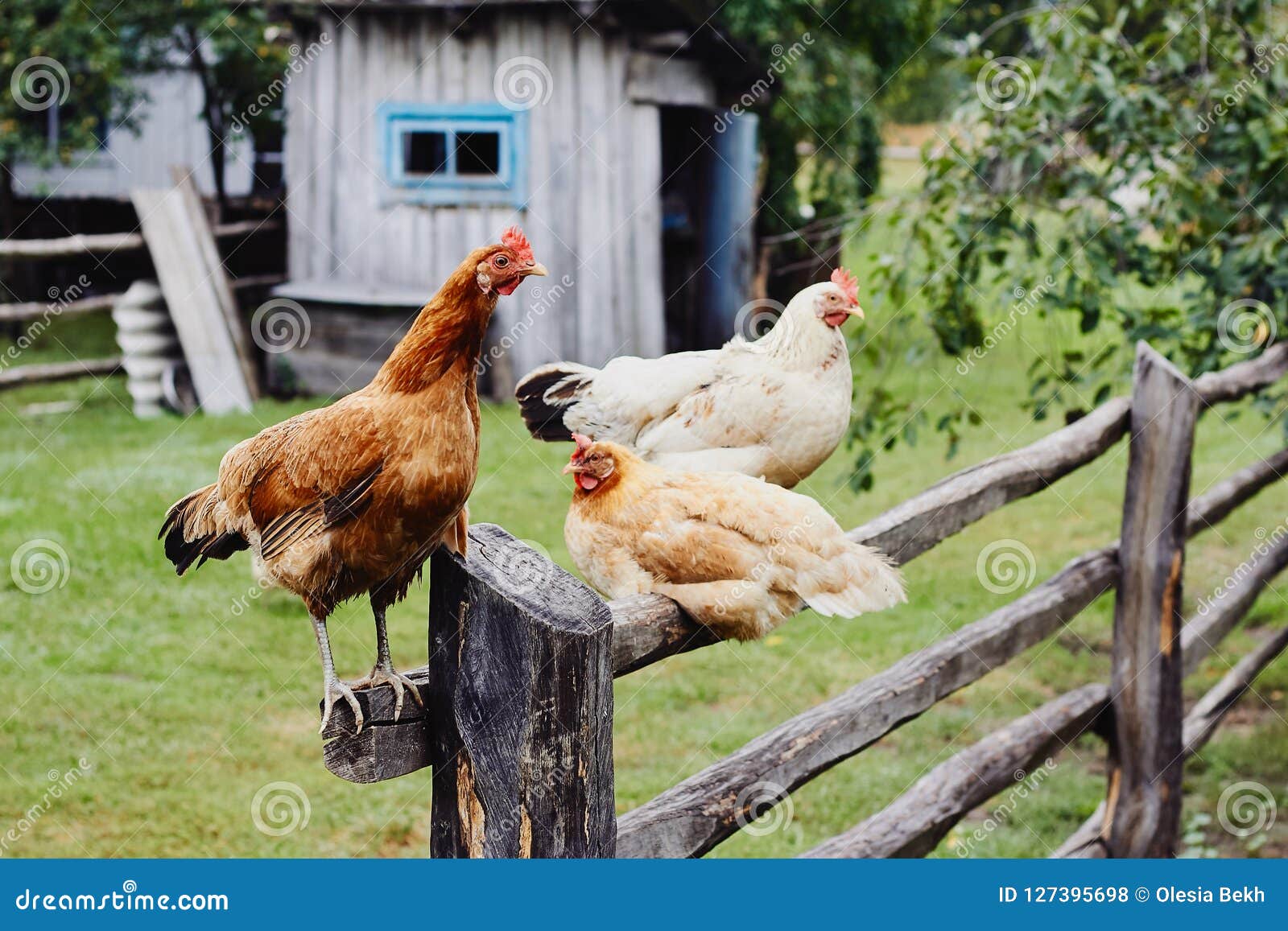 Hens Sitting on Fence in Farm Stock Photo - Image of farm, feather ...