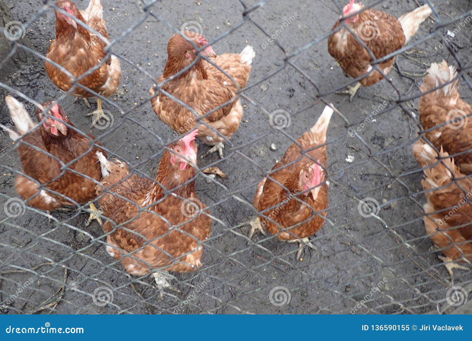Hens in the Small Home Farm Stock Image - Image of natural, meat: 136590155