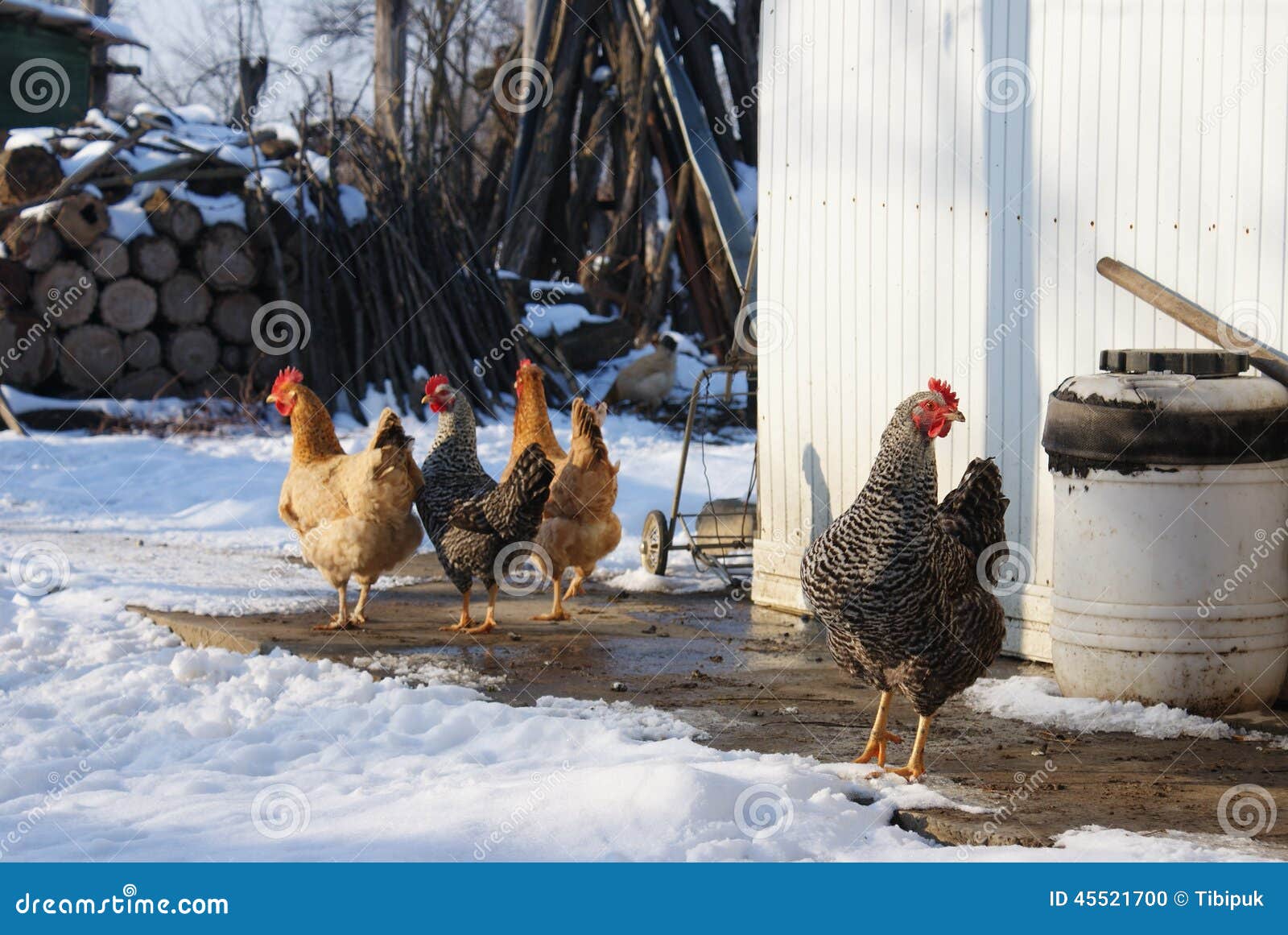 Hens in the snow stock photo. Image of winter, healthy - 45521700