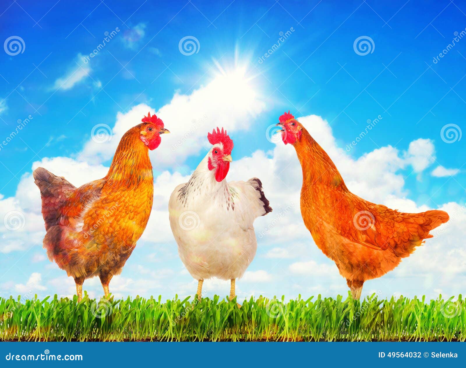 Hens Standing on a Green Grass Against Sunny Sky. Stock Photo - Image ...