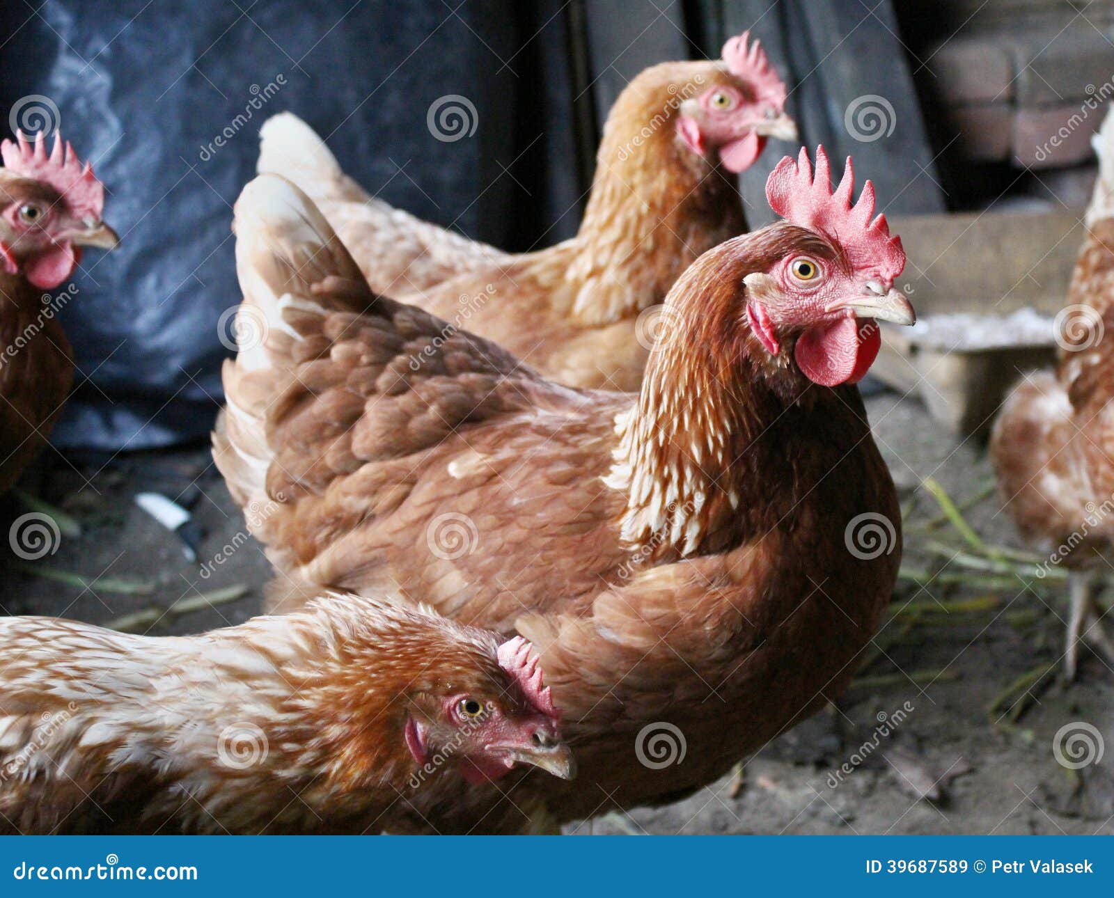 Hens stock image. Image of easter, feather, chicken, animals - 39687589