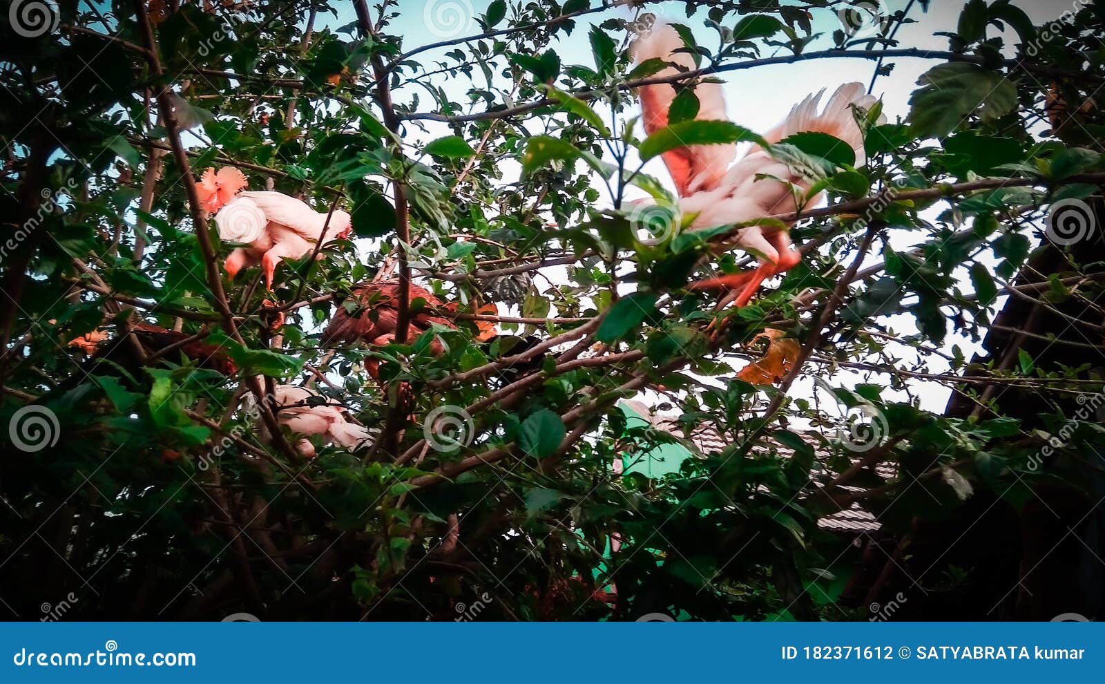 Hens on a tree. stock photo. Image of forest, white - 182371612