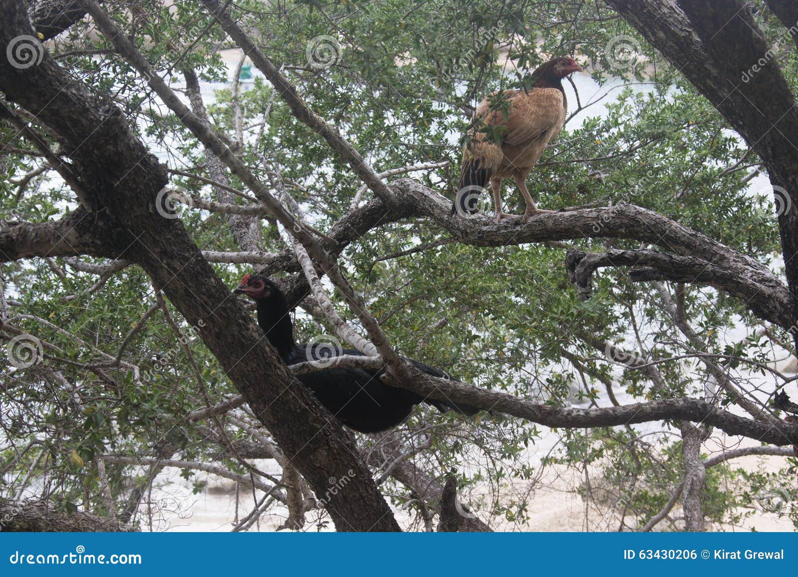 Hens on a Tree stock photo. Image of natural, ocean, beach - 63430206