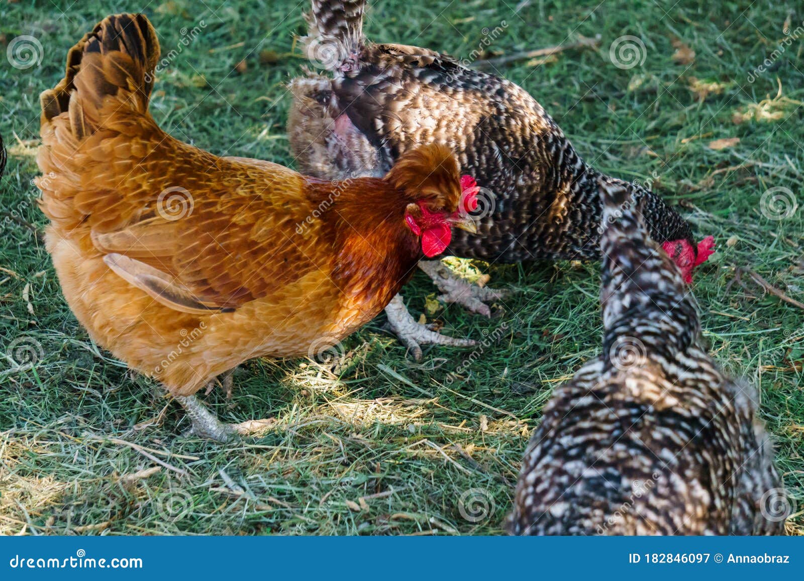 Hens of Various Breeds in the Village on the Nature Stock Image - Image ...