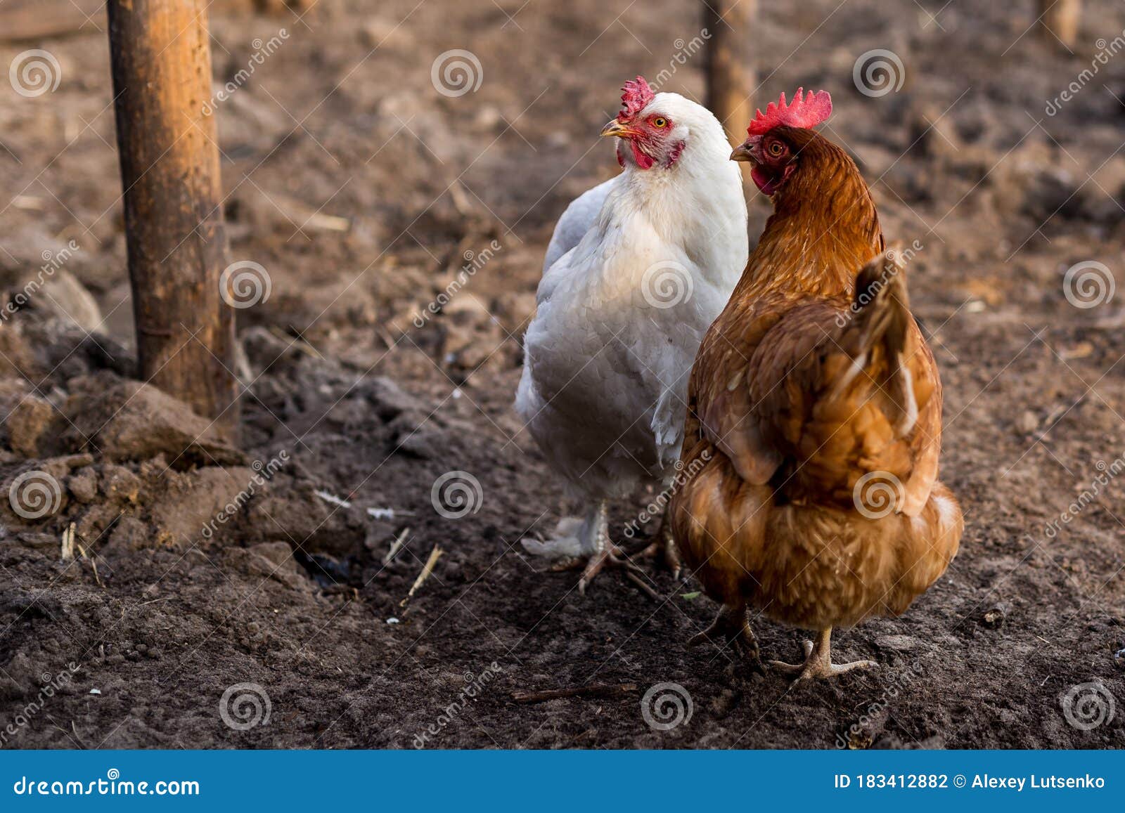 Hens Walk on Freshly Digging Land Stock Photo - Image of chick, feather ...