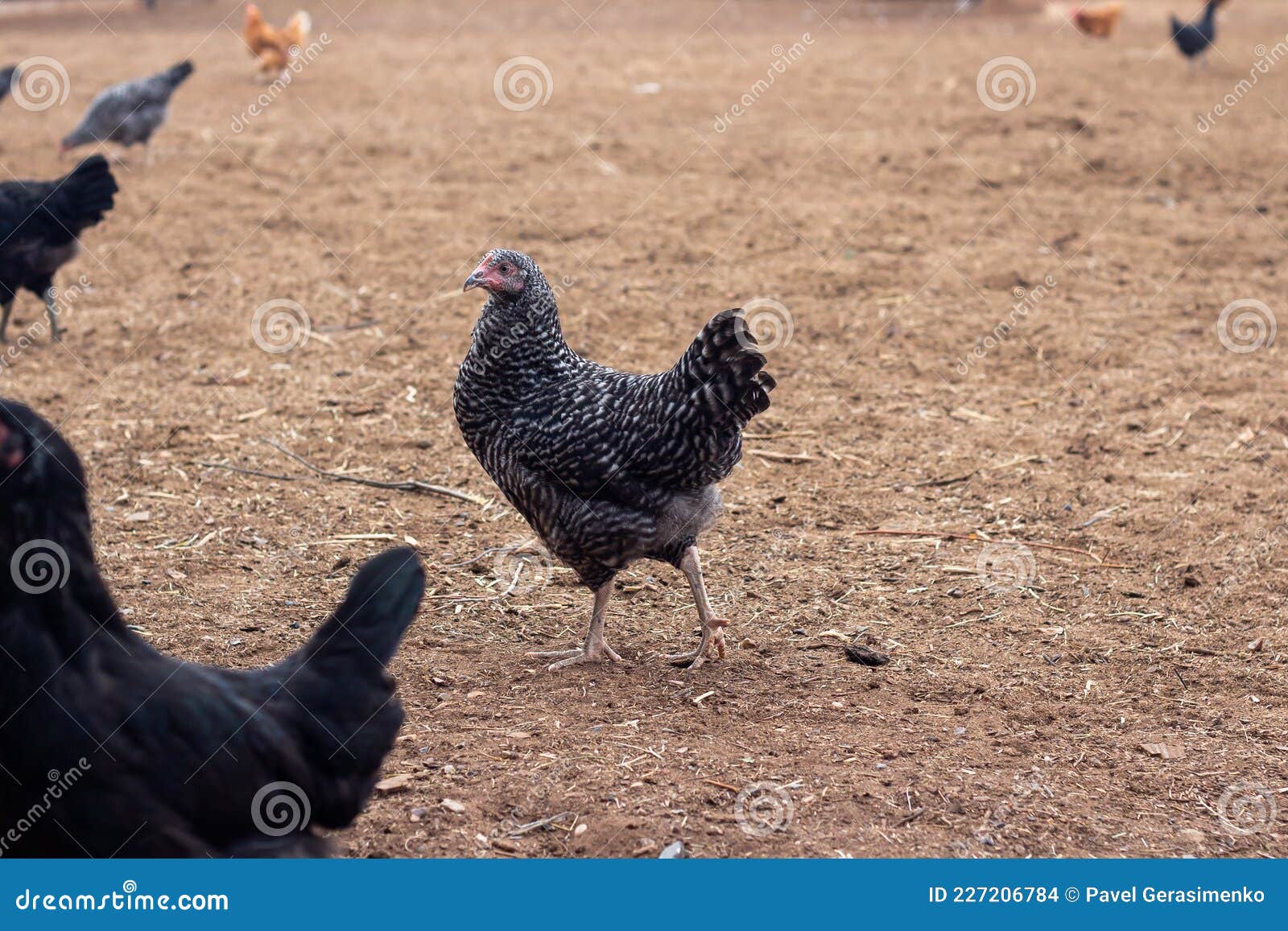Hens Walking Around the Yard Stock Photo - Image of beak, brown: 227206784