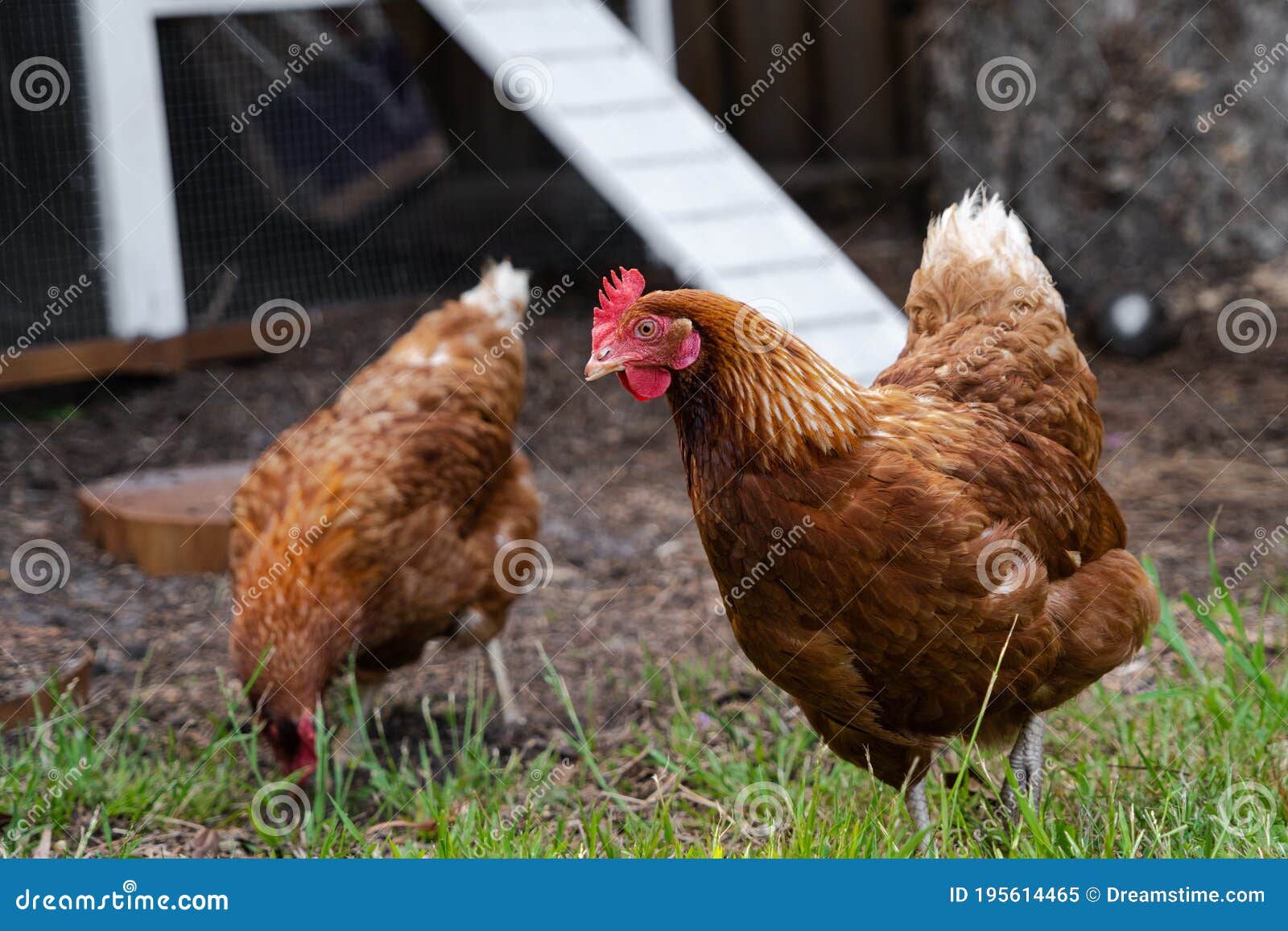 Two Hens Walking Around on a Farm Stock Image - Image of beak, poultry ...