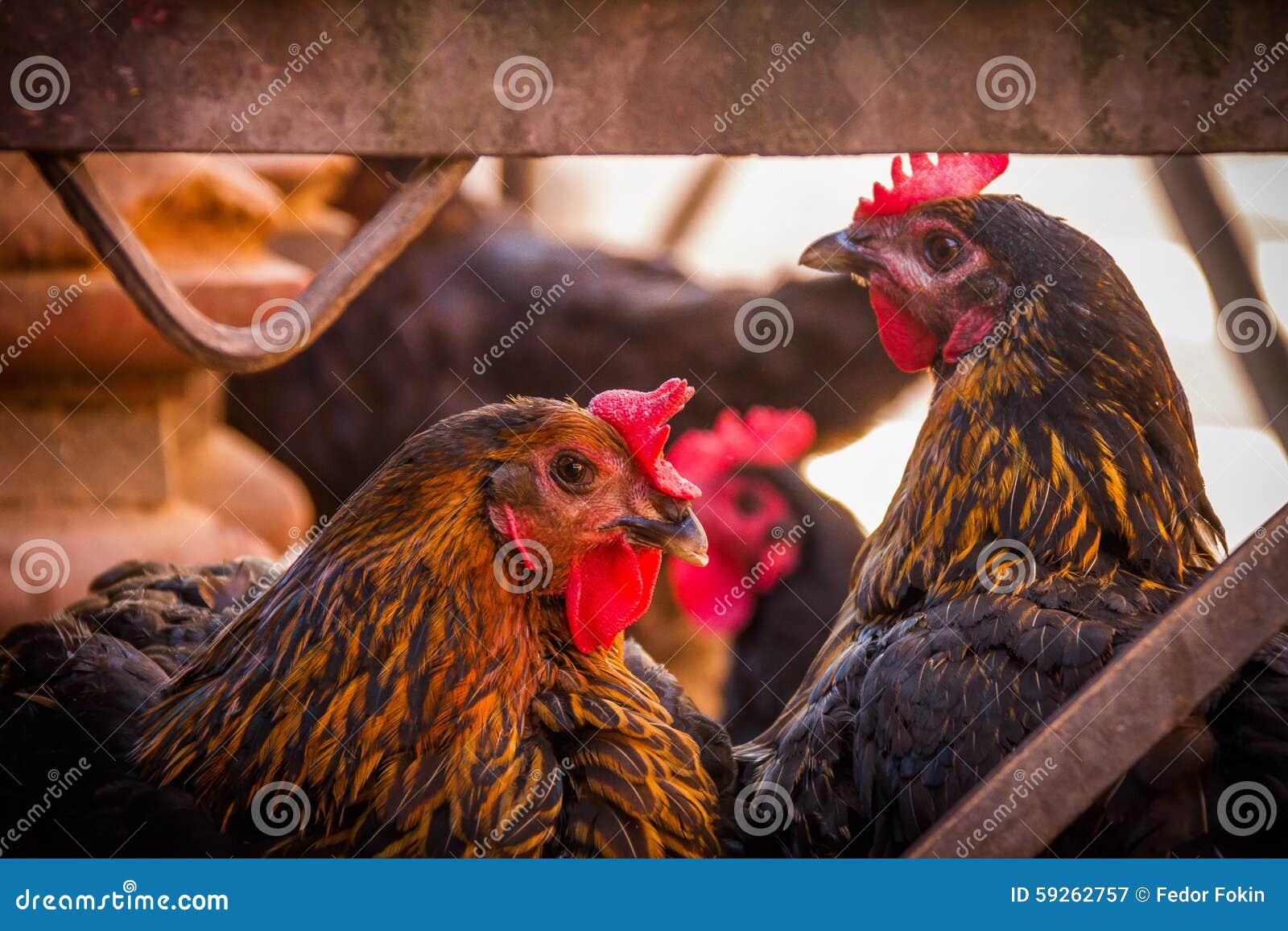 Hens world stock image. Image of birds, animals, chicken - 59262757