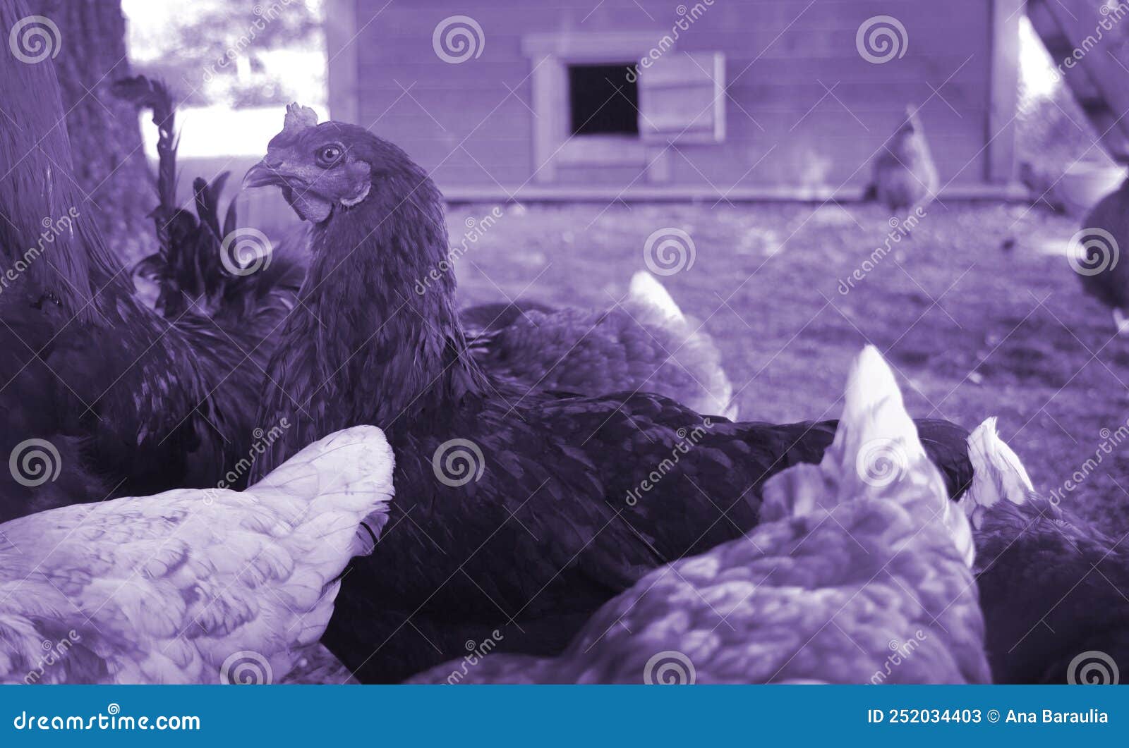 Hens in the Yard. Traditional Free Range Poultry Farming Concept Stock ...