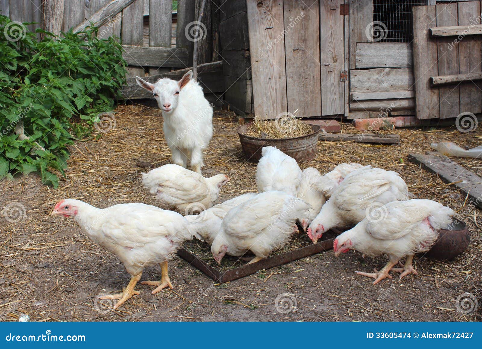 Hens and Young Goat on a Court Yard Stock Photo - Image of meal, female ...