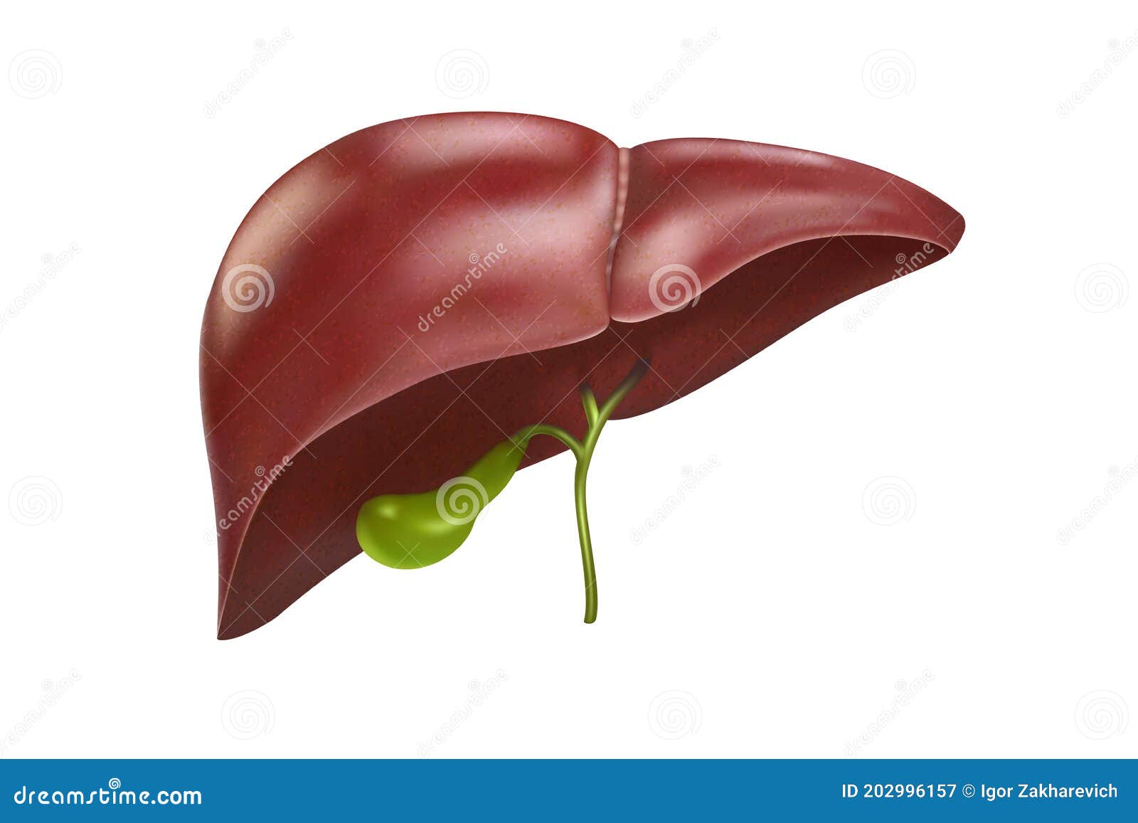 Hepatic System Organ And Digestive Gallbladder Royalty-Free Cartoon ...